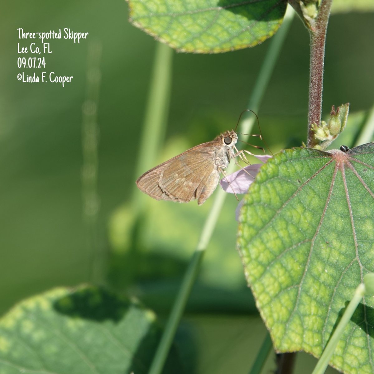 Recent sightings | NABA Butterfly Sightings