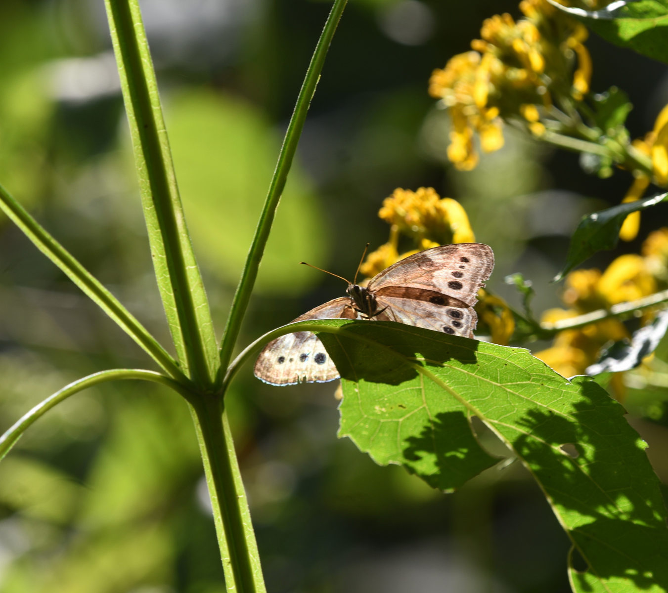 Recent sightings | NABA Butterfly Sightings