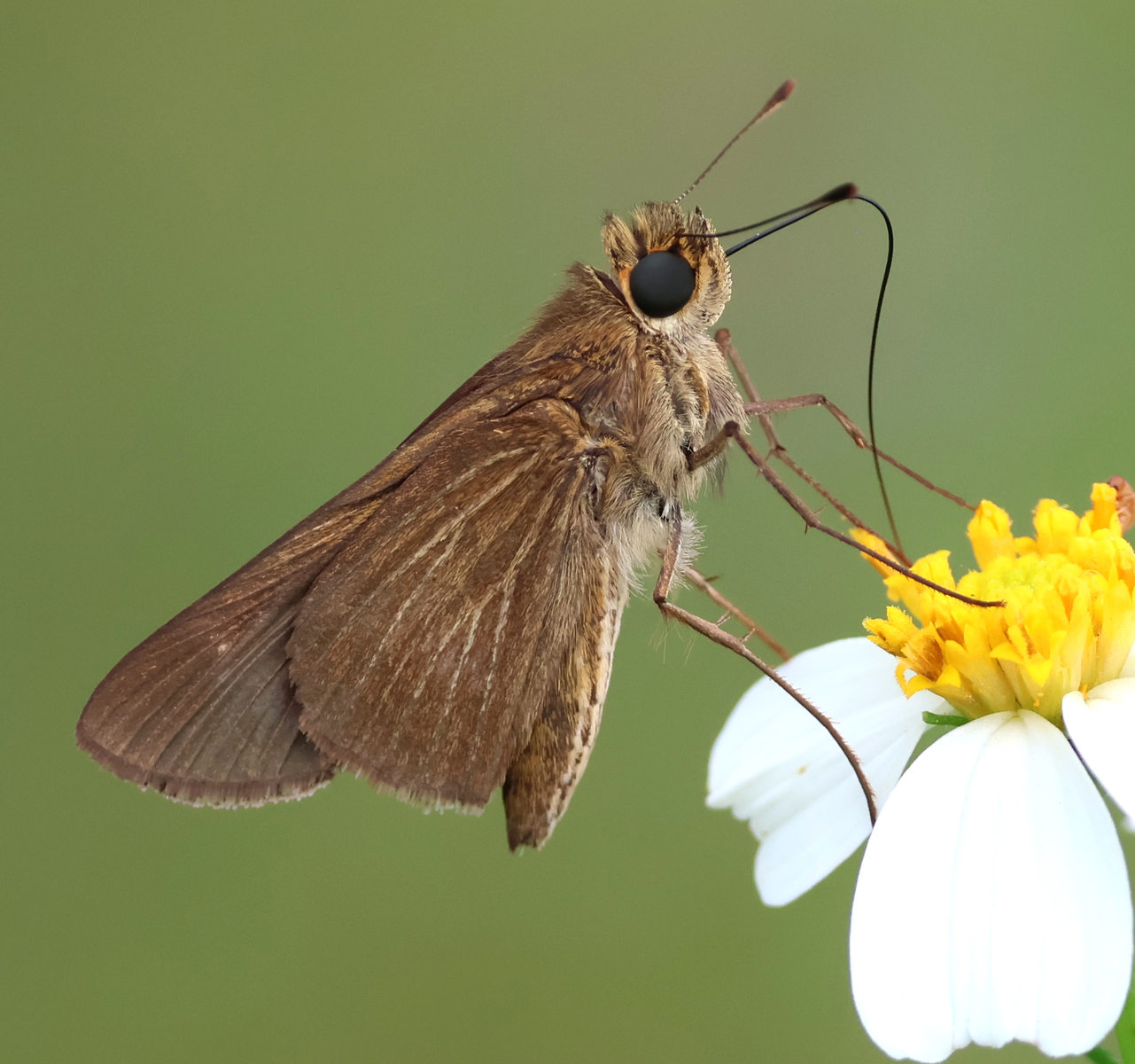 Recent sightings | NABA Butterfly Sightings