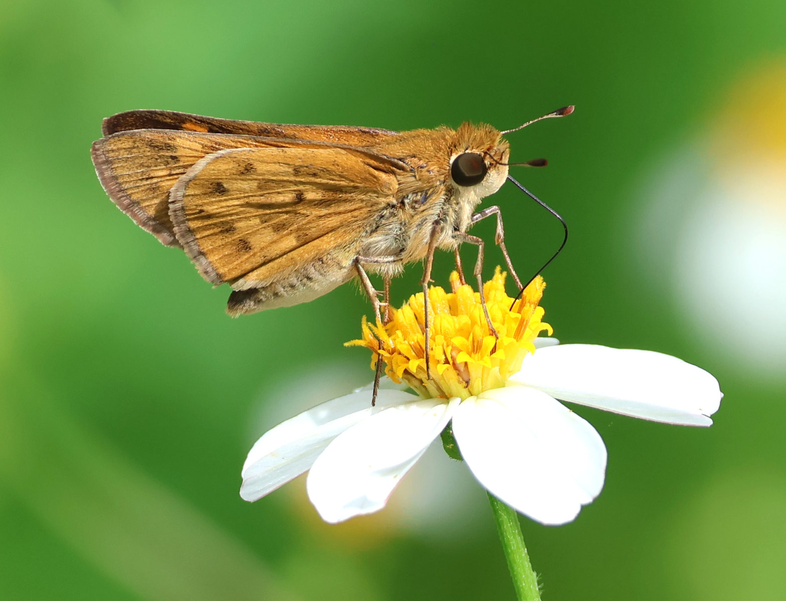 Recent sightings | NABA Butterfly Sightings