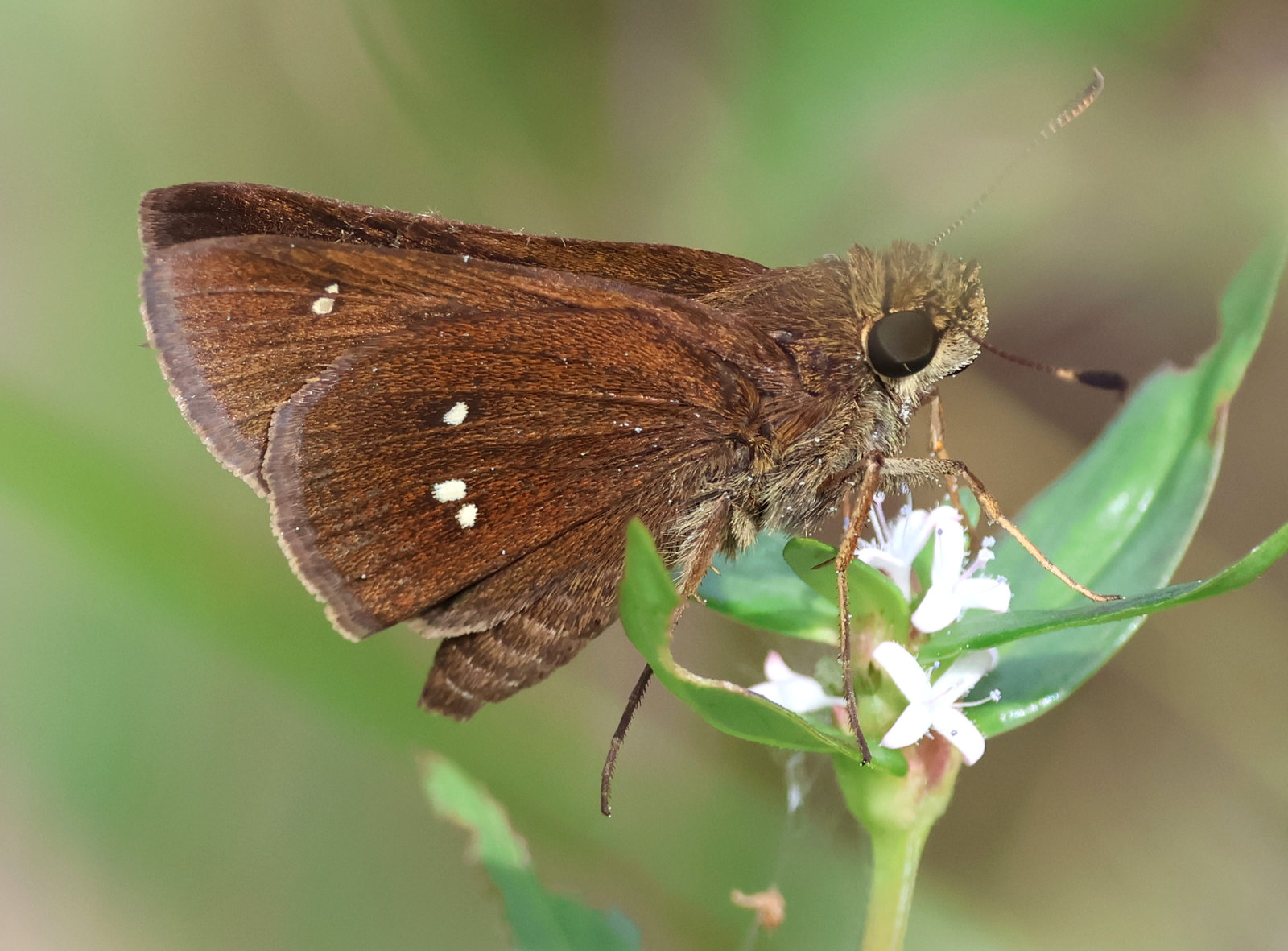 Recent sightings | NABA Butterfly Sightings