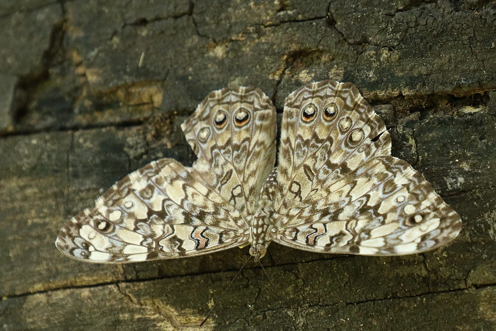 Recent sightings | NABA Butterfly Sightings