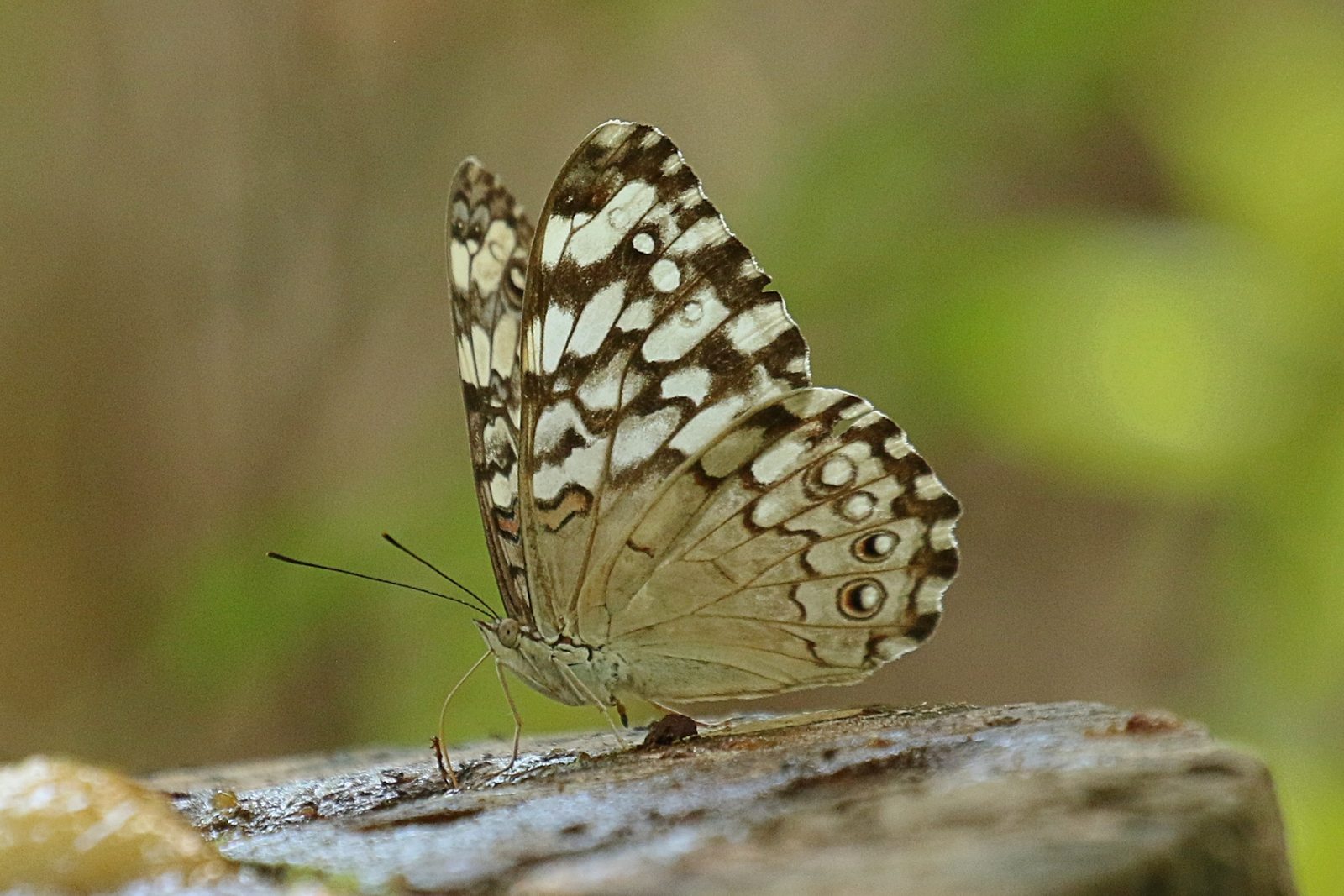 Recent sightings | NABA Butterfly Sightings