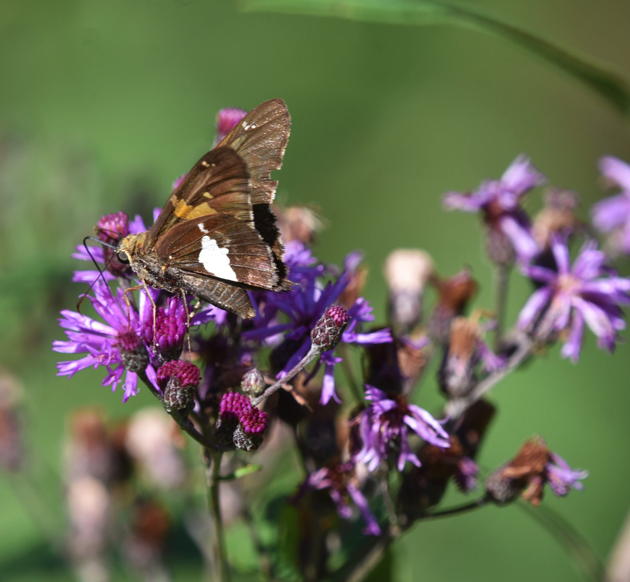 Recent sightings | NABA Butterfly Sightings