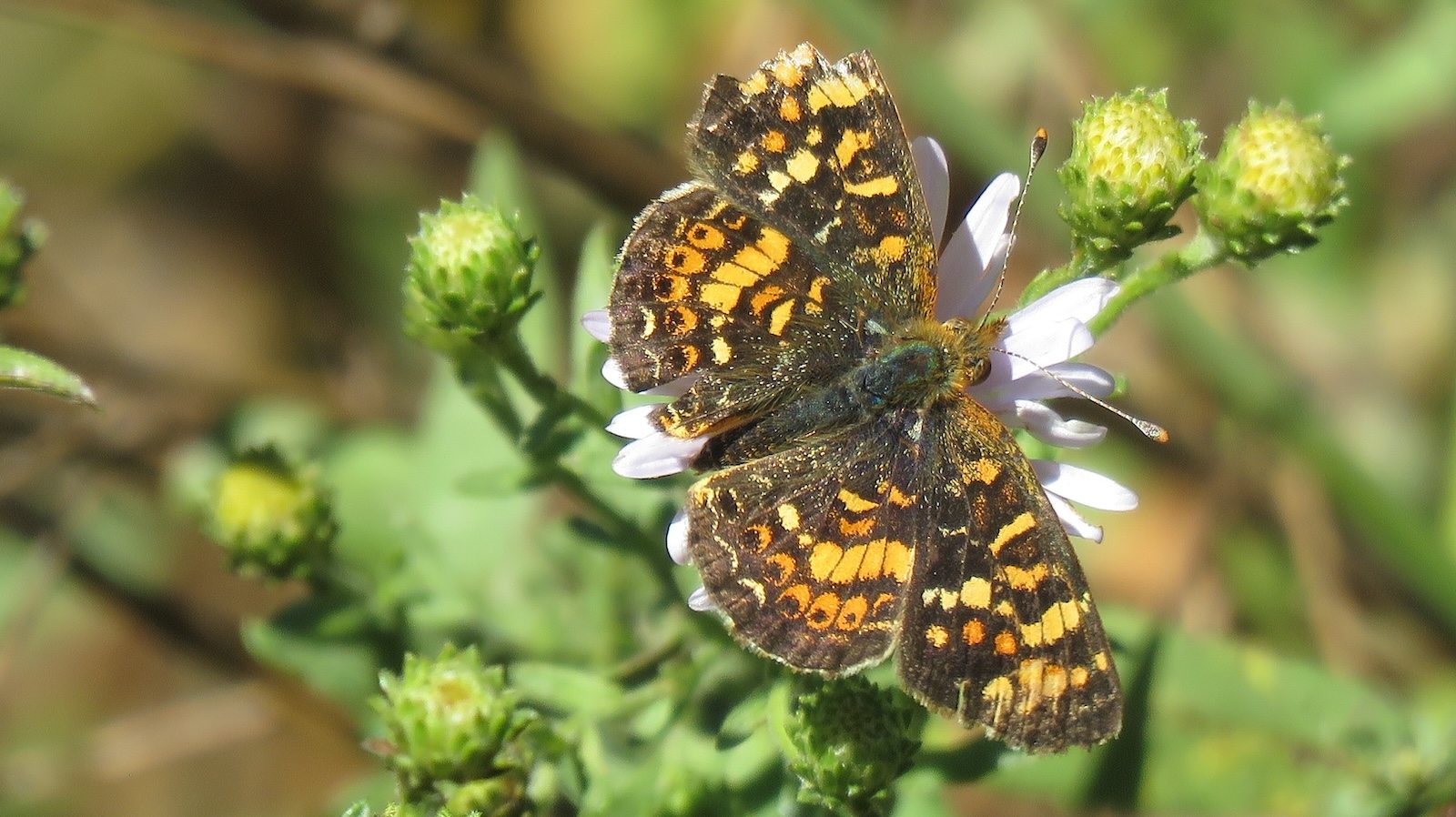 Recent sightings | NABA Butterfly Sightings
