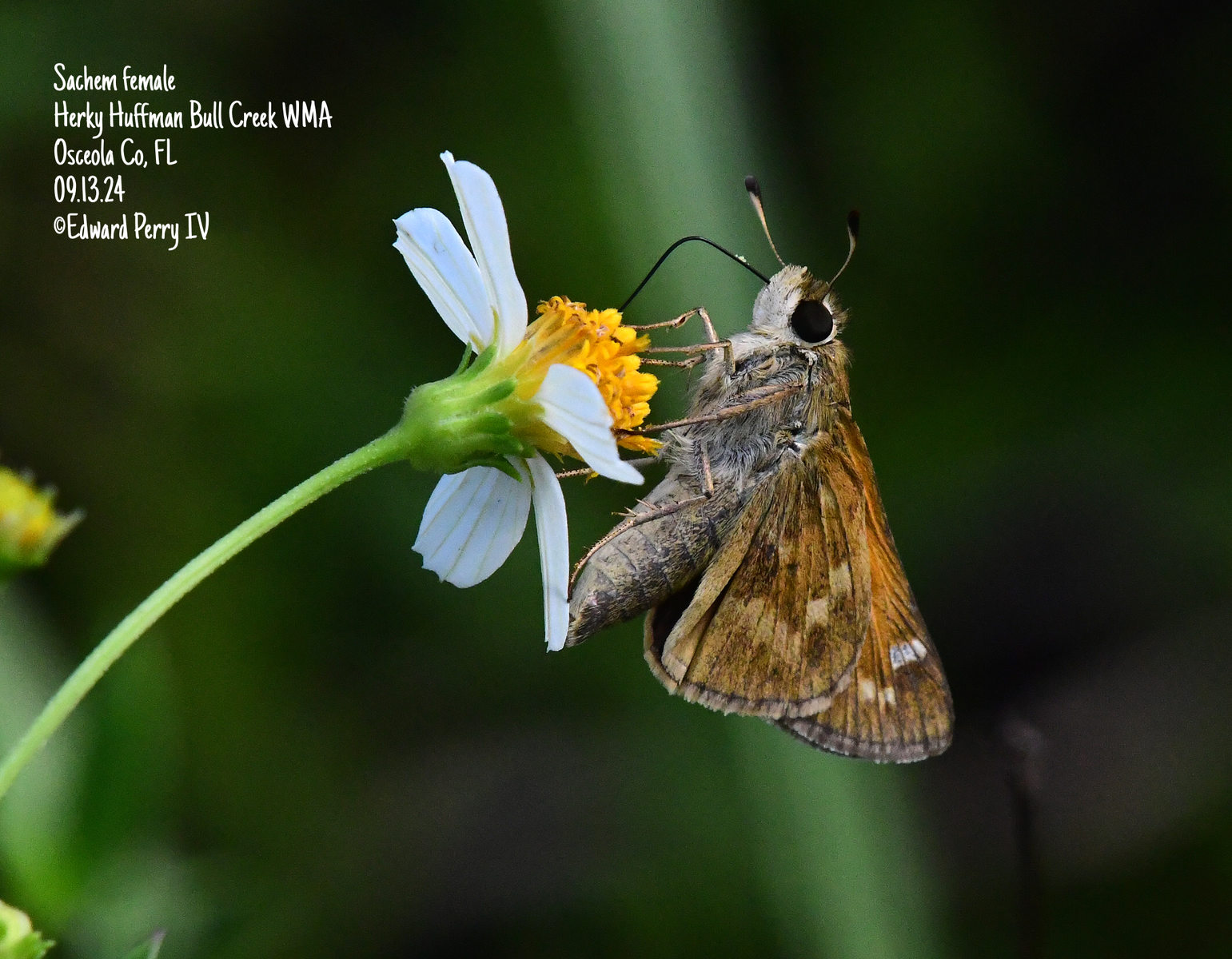 Recent sightings | NABA Butterfly Sightings