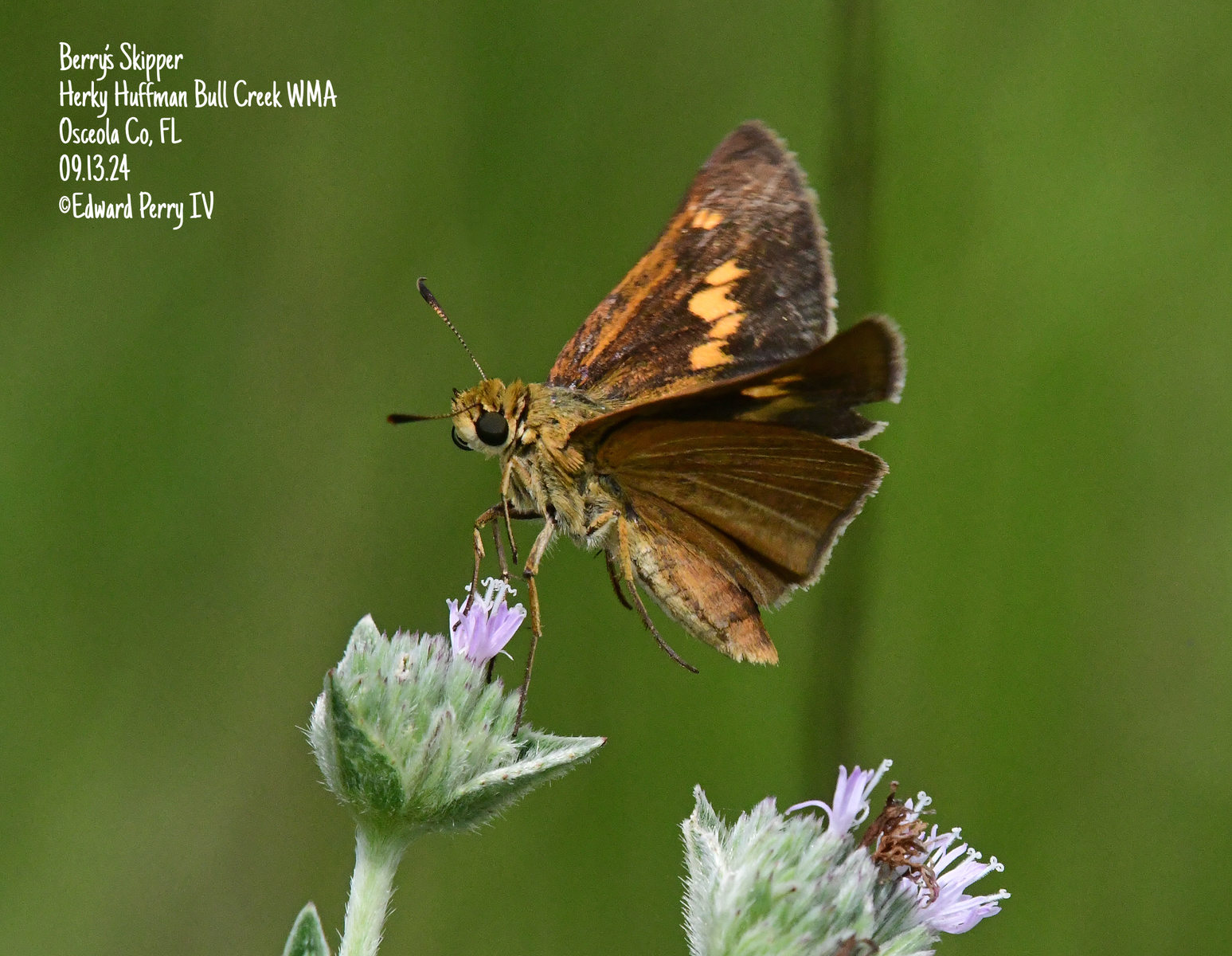 Recent sightings | NABA Butterfly Sightings