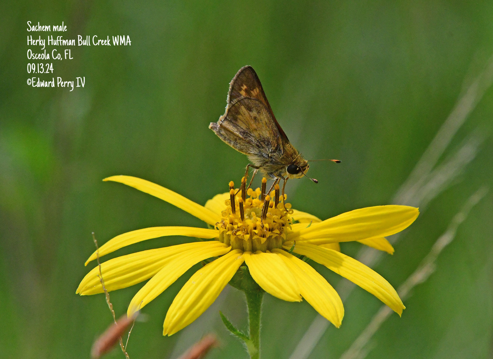 Recent sightings | NABA Butterfly Sightings