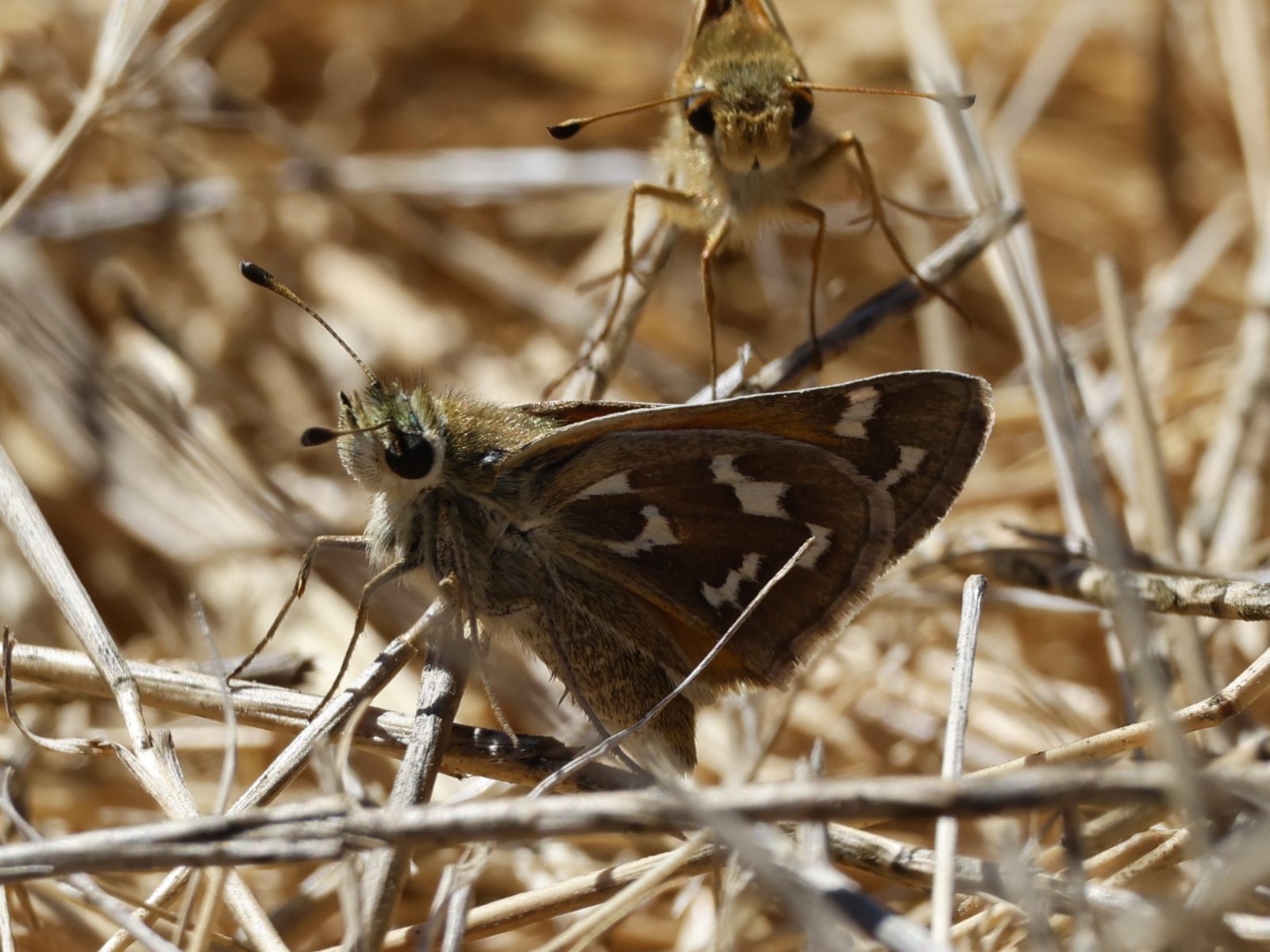 Recent sightings | NABA Butterfly Sightings