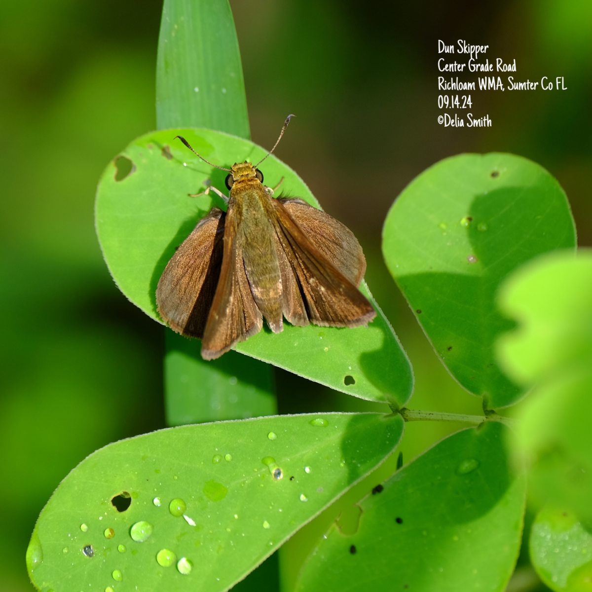 Recent sightings | NABA Butterfly Sightings