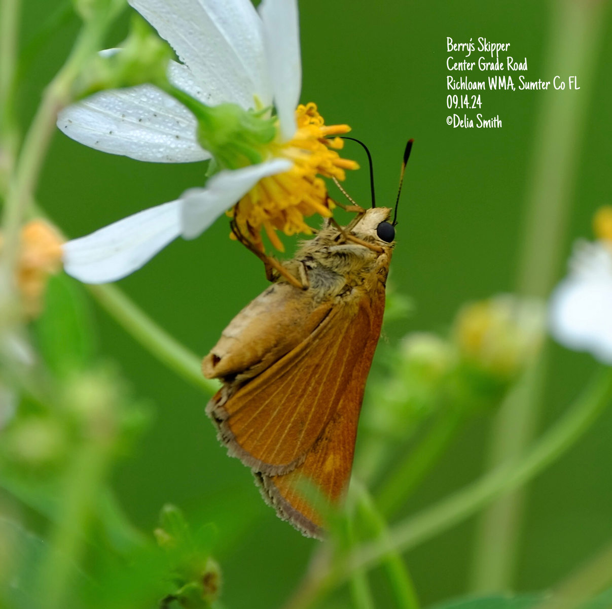 Recent sightings | NABA Butterfly Sightings