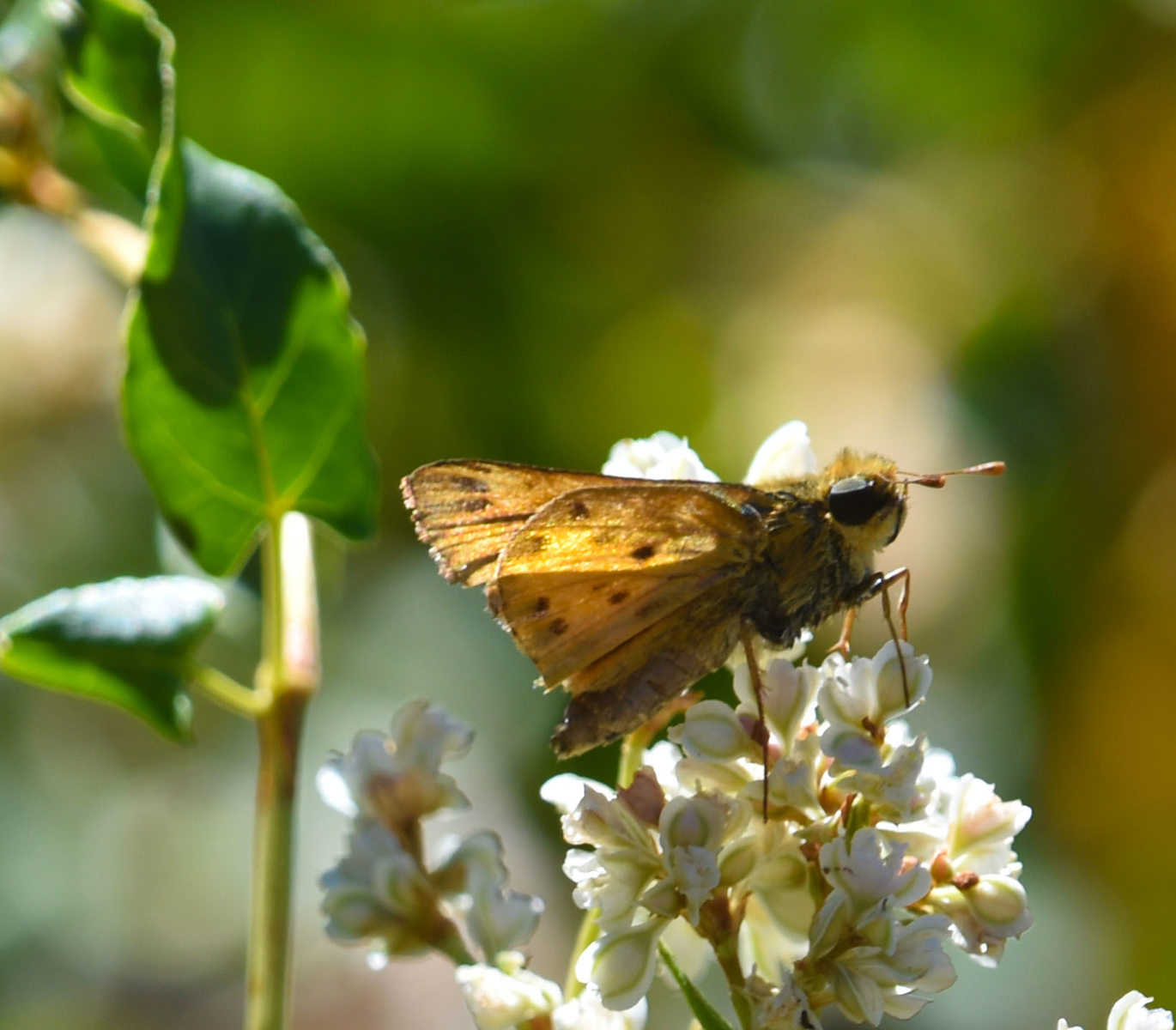 Recent sightings | NABA Butterfly Sightings