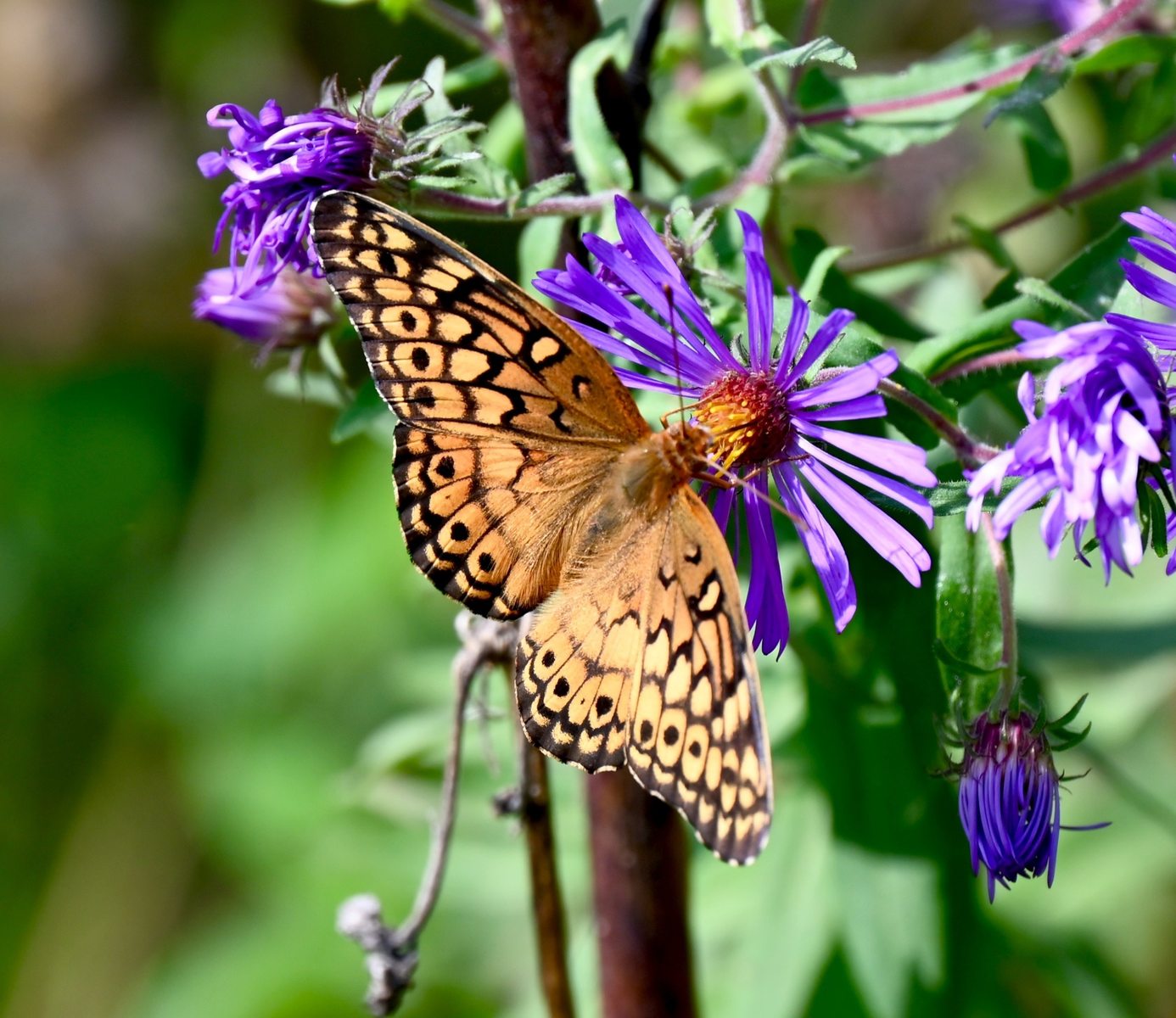 Recent sightings | NABA Butterfly Sightings