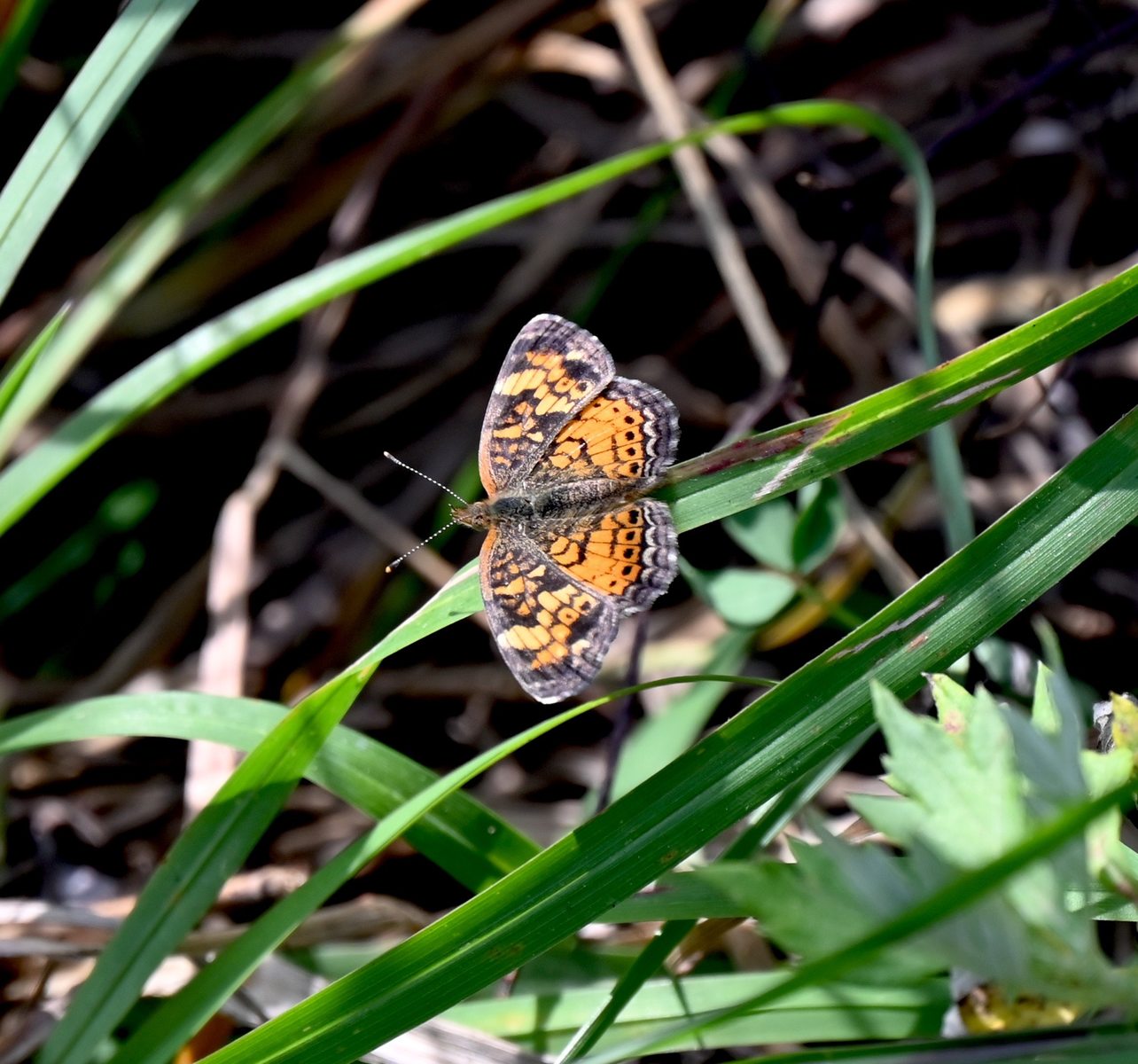 Recent sightings | NABA Butterfly Sightings