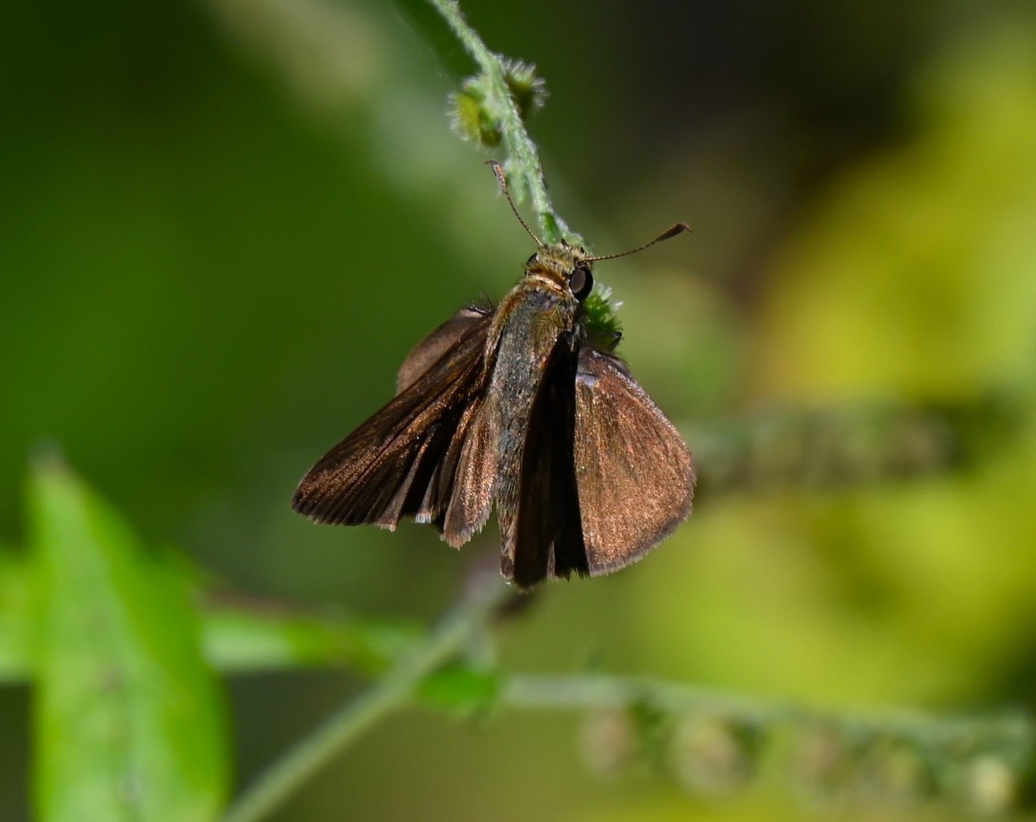 Recent sightings | NABA Butterfly Sightings