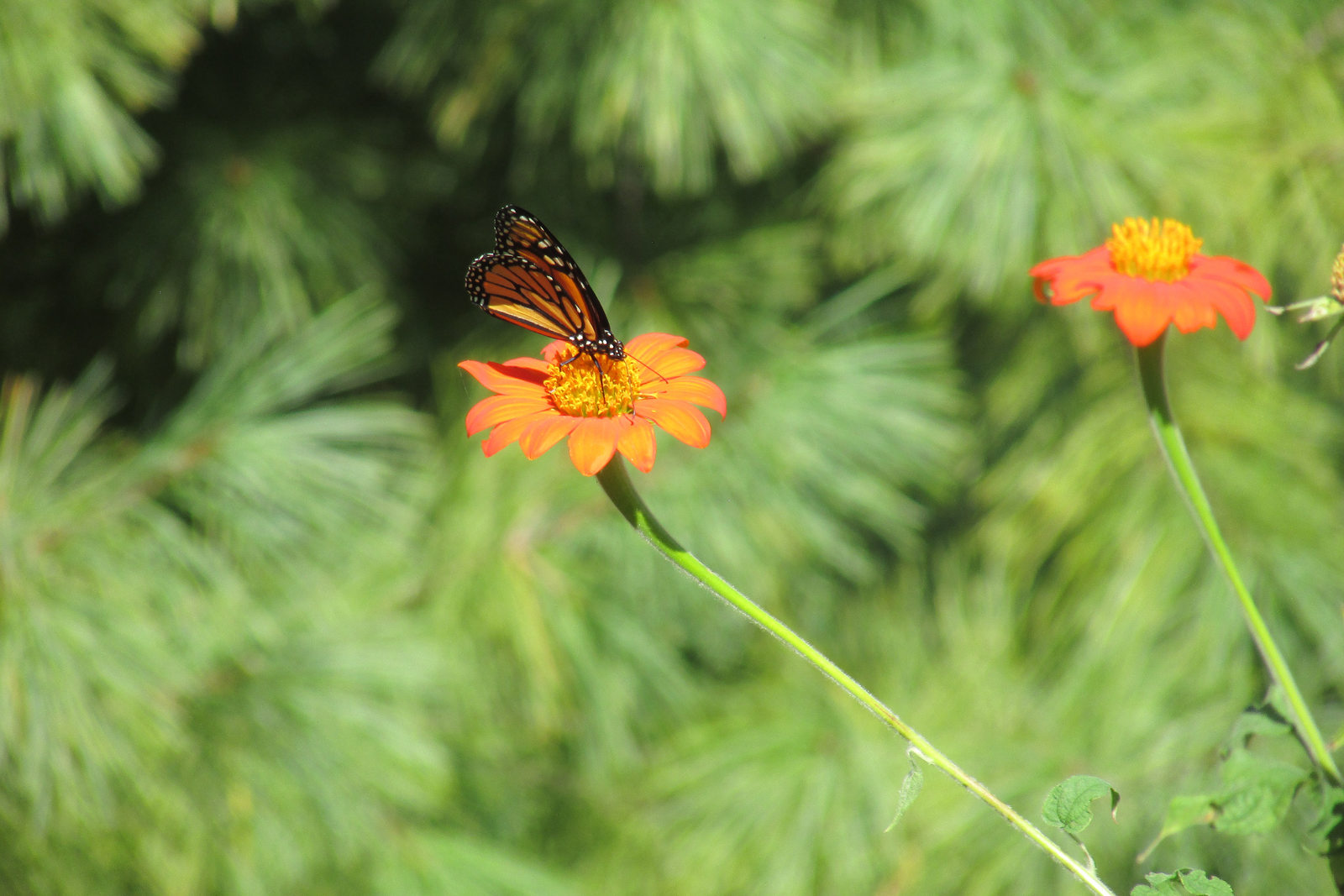 Recent sightings | NABA Butterfly Sightings