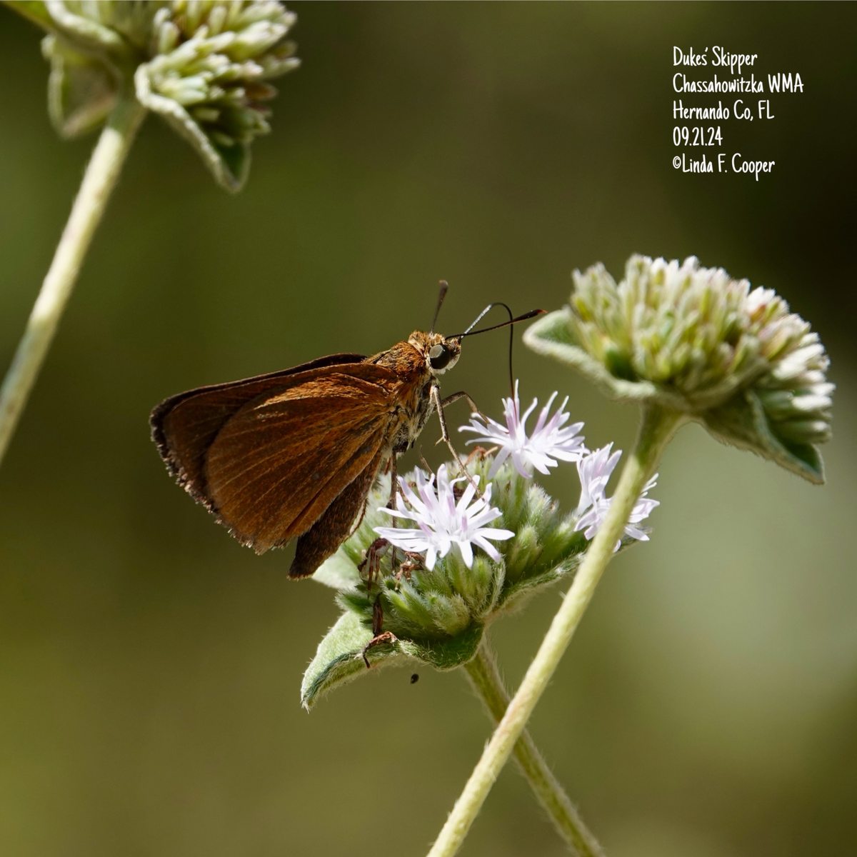 Recent sightings | NABA Butterfly Sightings