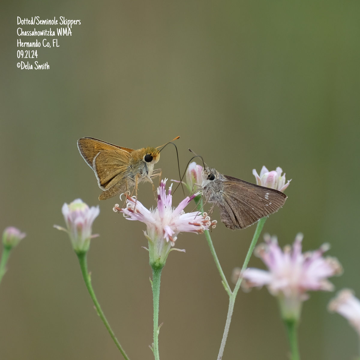 Recent sightings | NABA Butterfly Sightings