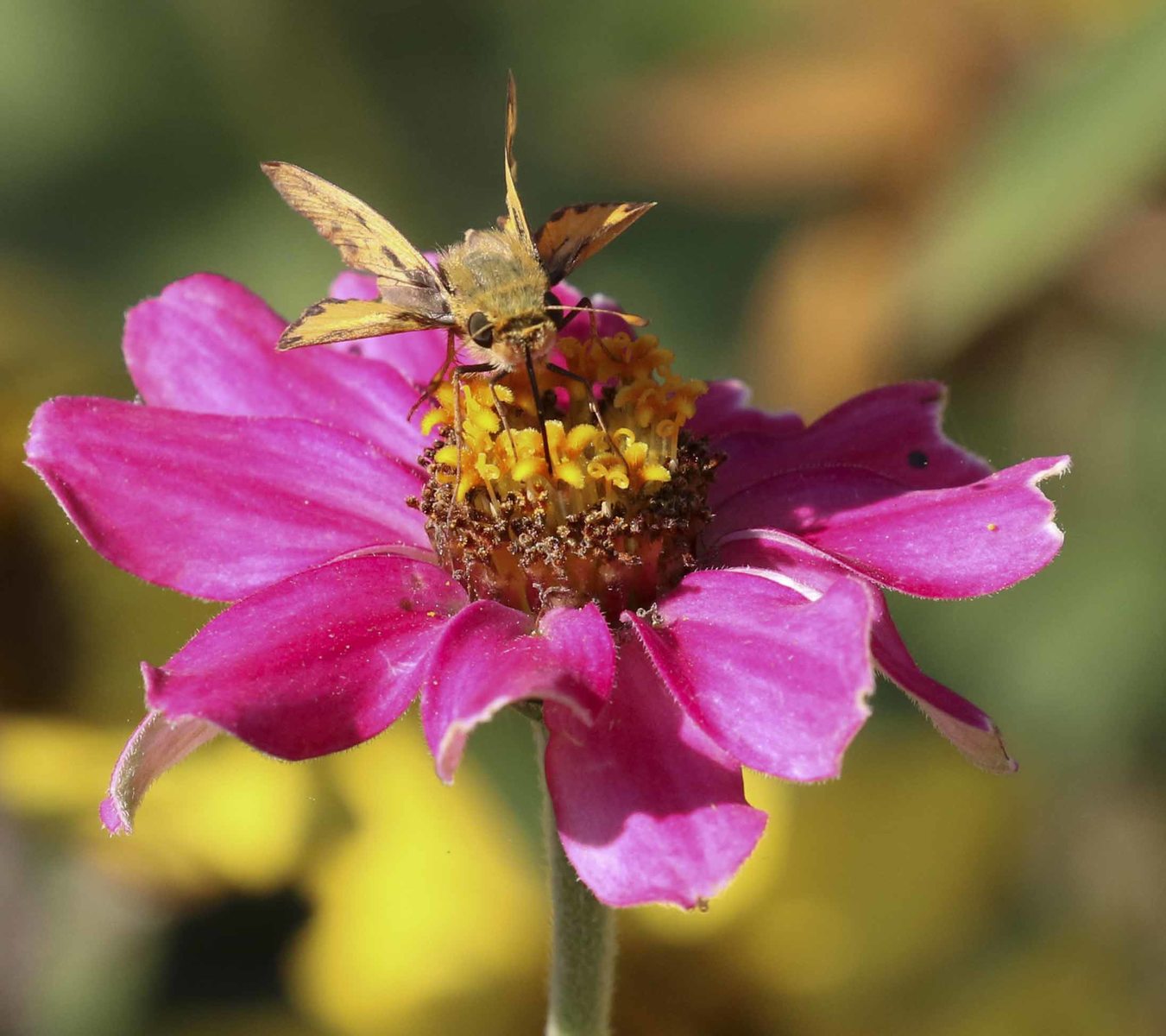 Recent sightings | NABA Butterfly Sightings