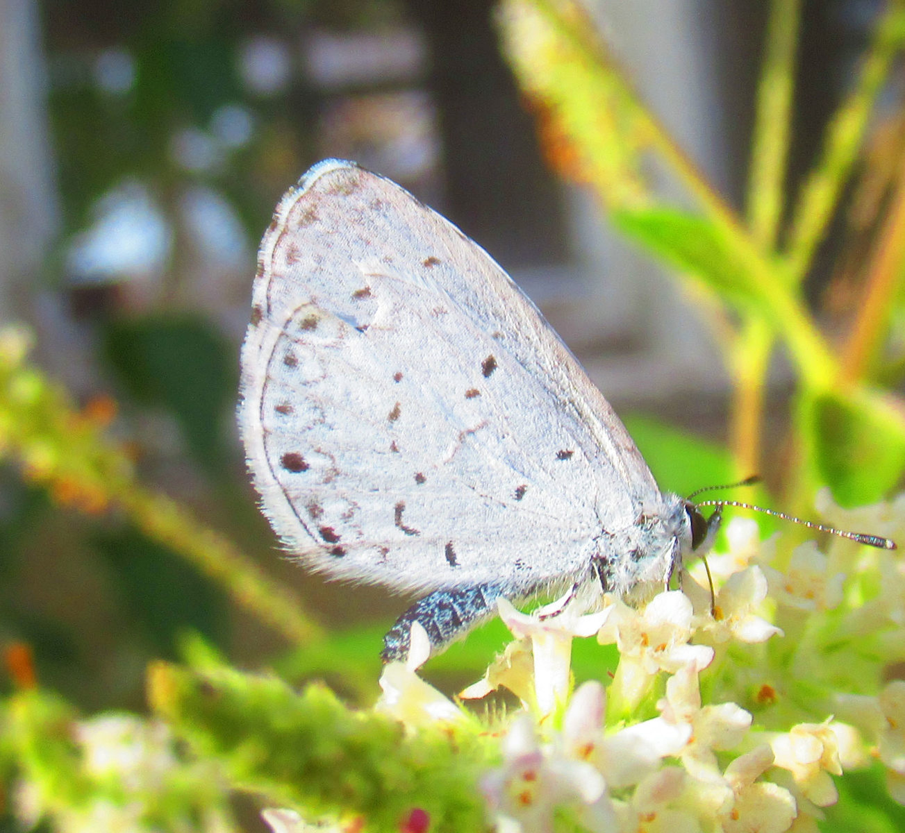 Recent sightings | NABA Butterfly Sightings