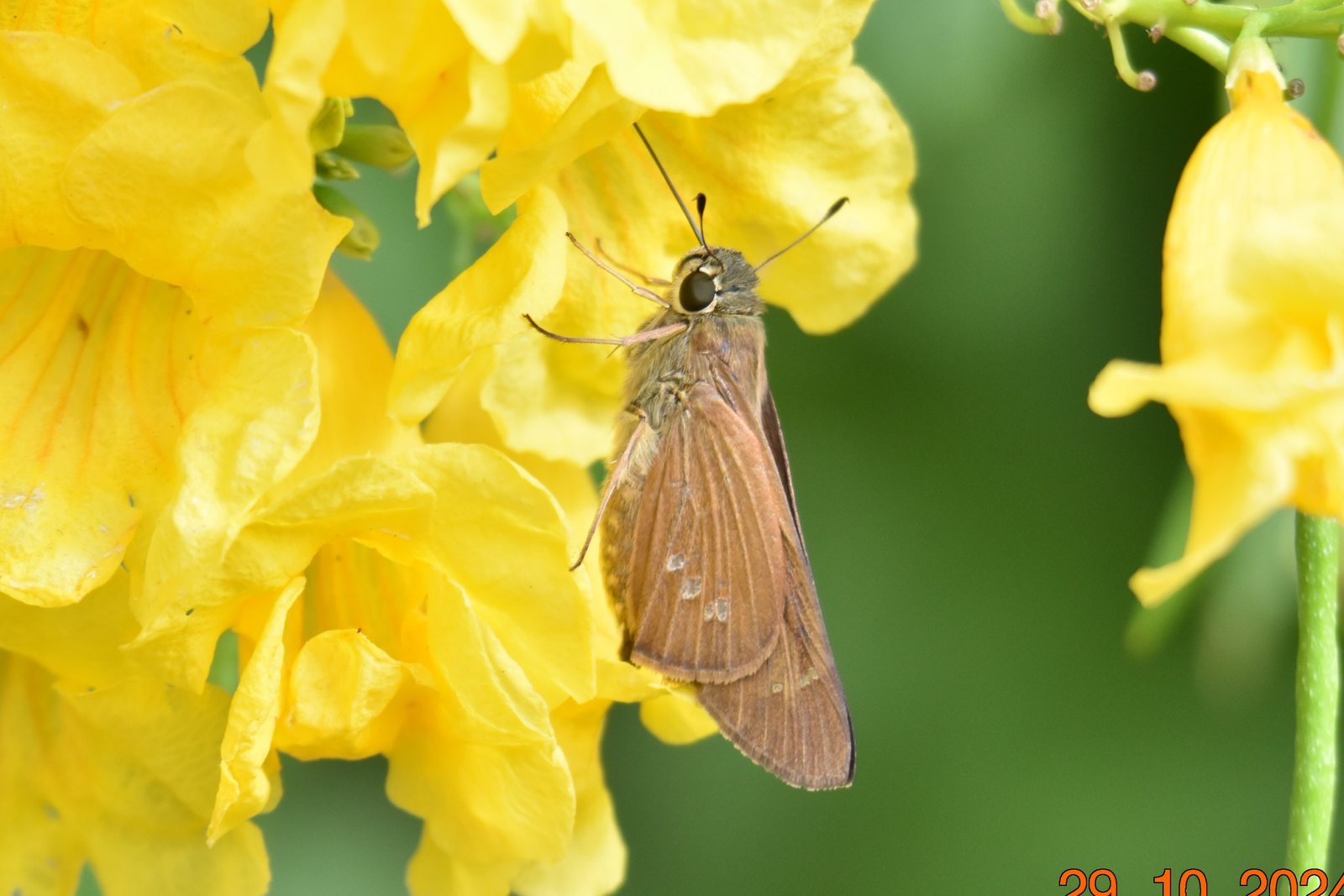 Recent sightings | NABA Butterfly Sightings