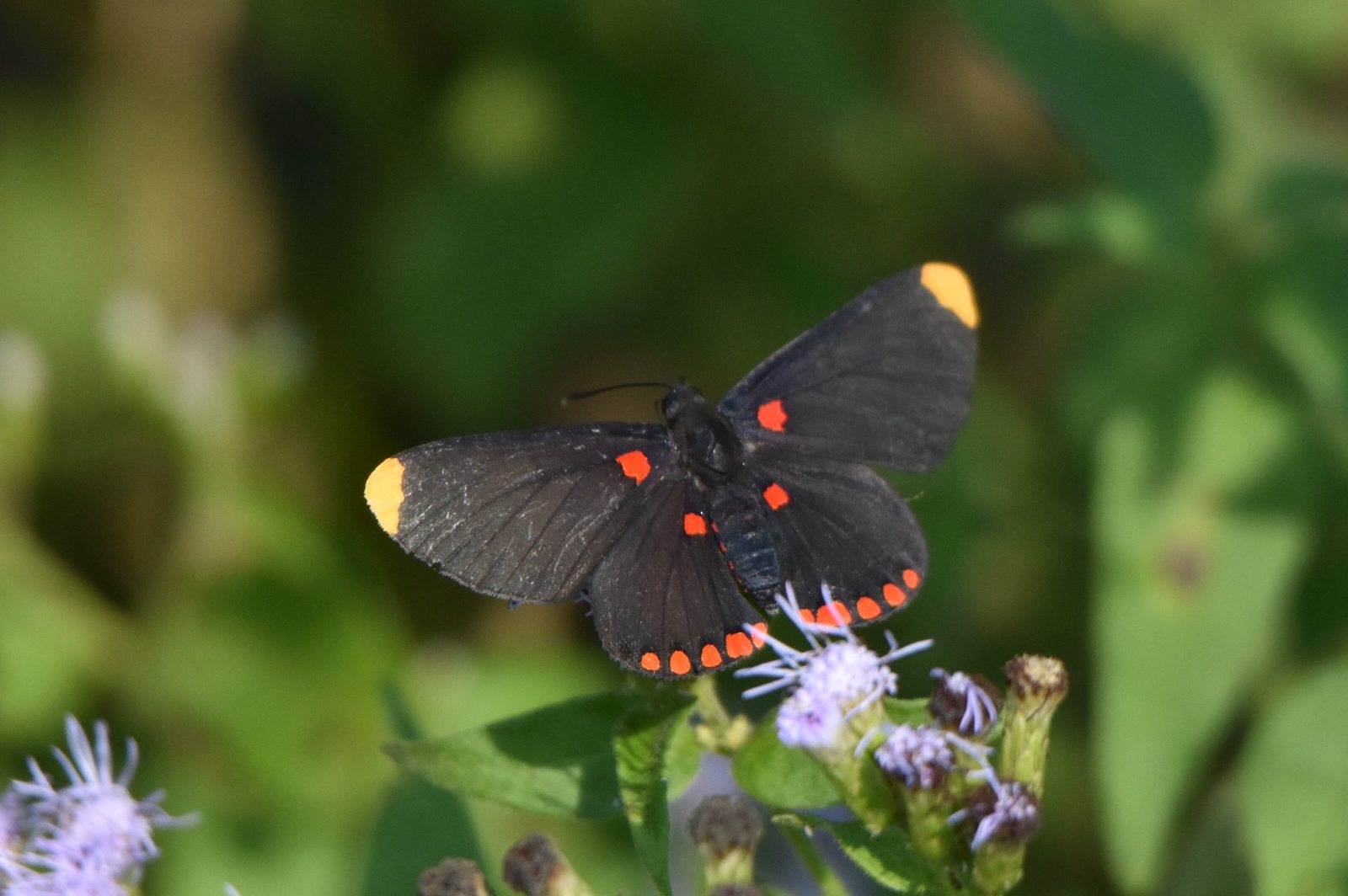 Recent sightings | NABA Butterfly Sightings