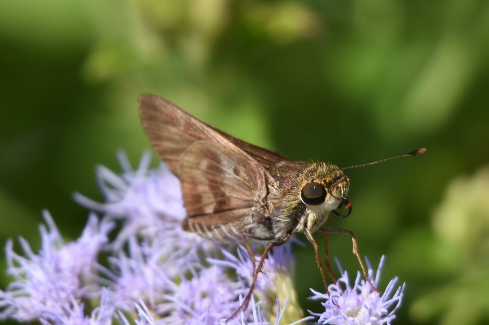 Recent sightings | NABA Butterfly Sightings