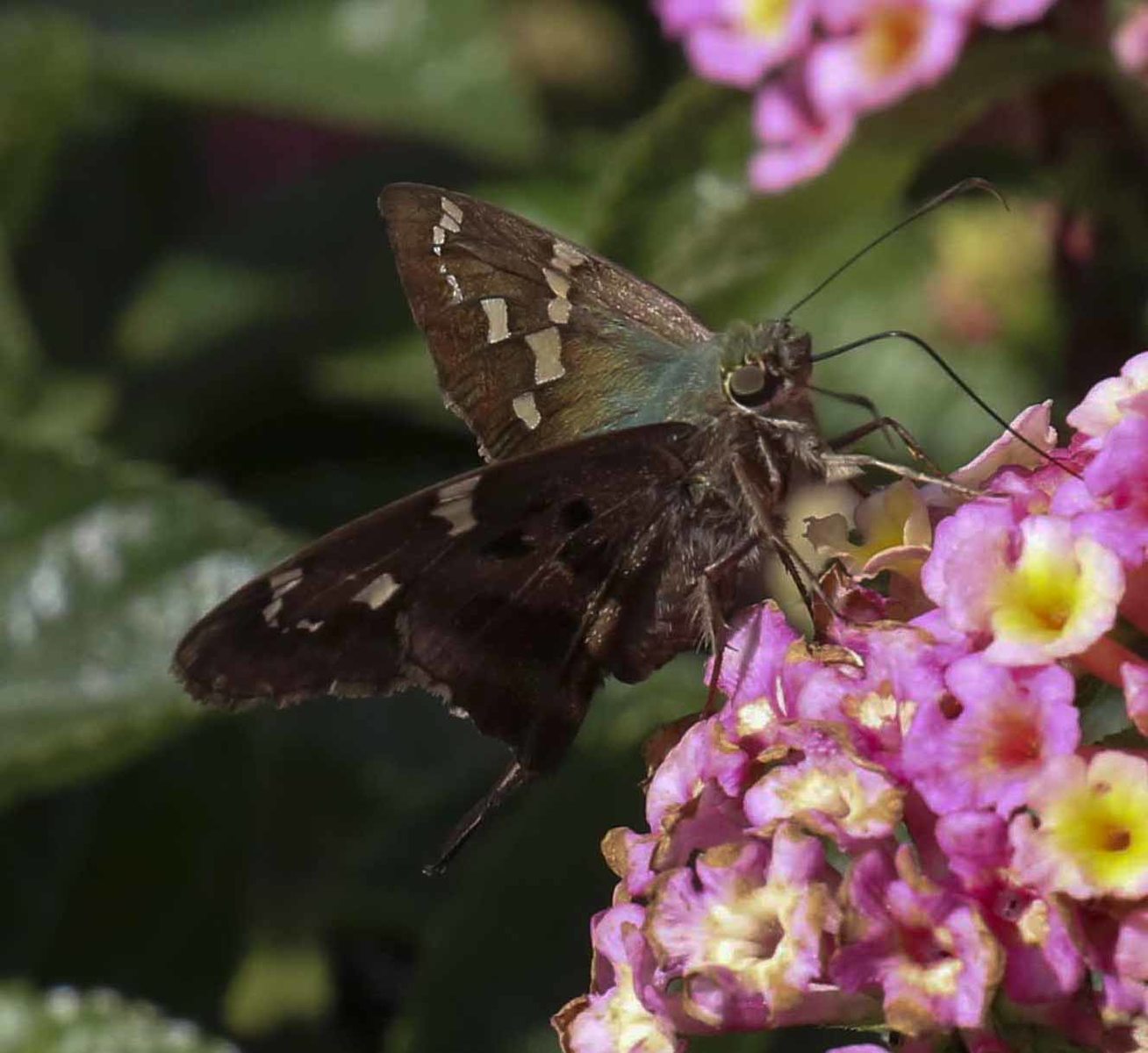 Recent sightings | NABA Butterfly Sightings