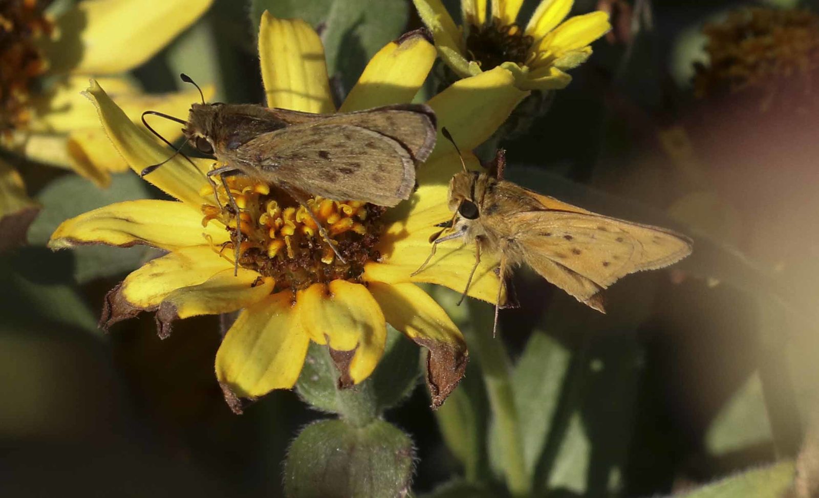 Recent sightings | NABA Butterfly Sightings