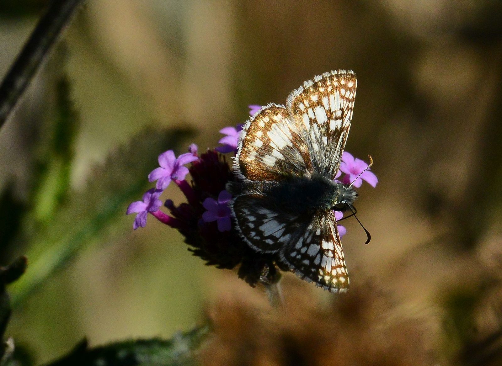 Recent sightings | NABA Butterfly Sightings