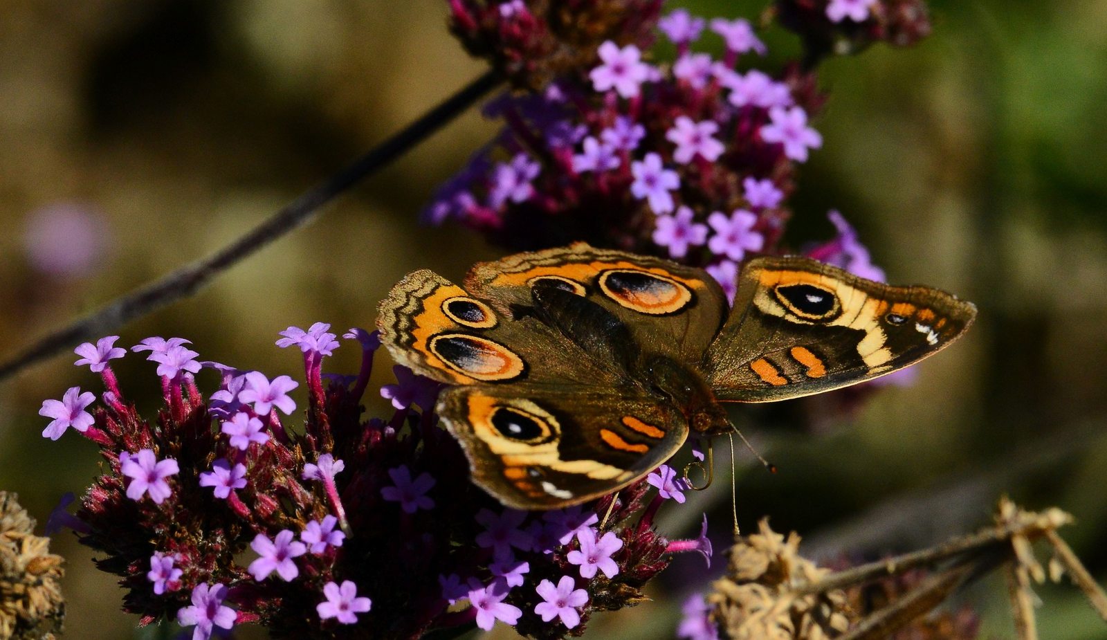 Recent sightings | NABA Butterfly Sightings