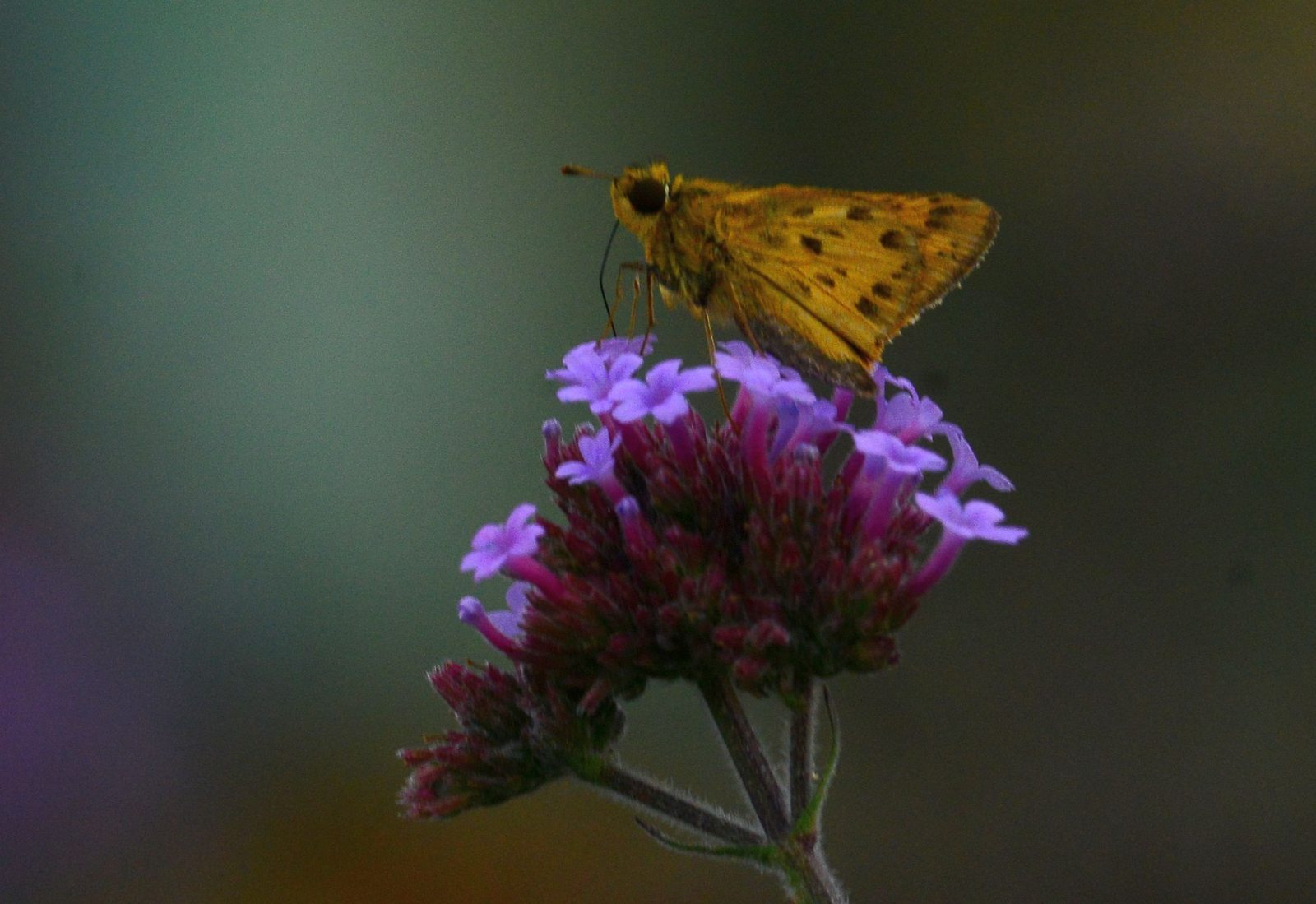 Recent sightings | NABA Butterfly Sightings