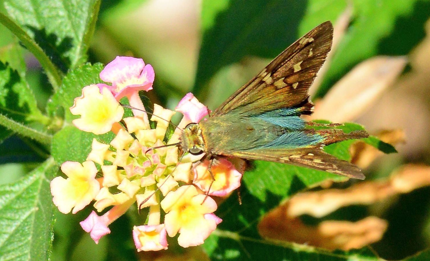 Recent sightings | NABA Butterfly Sightings