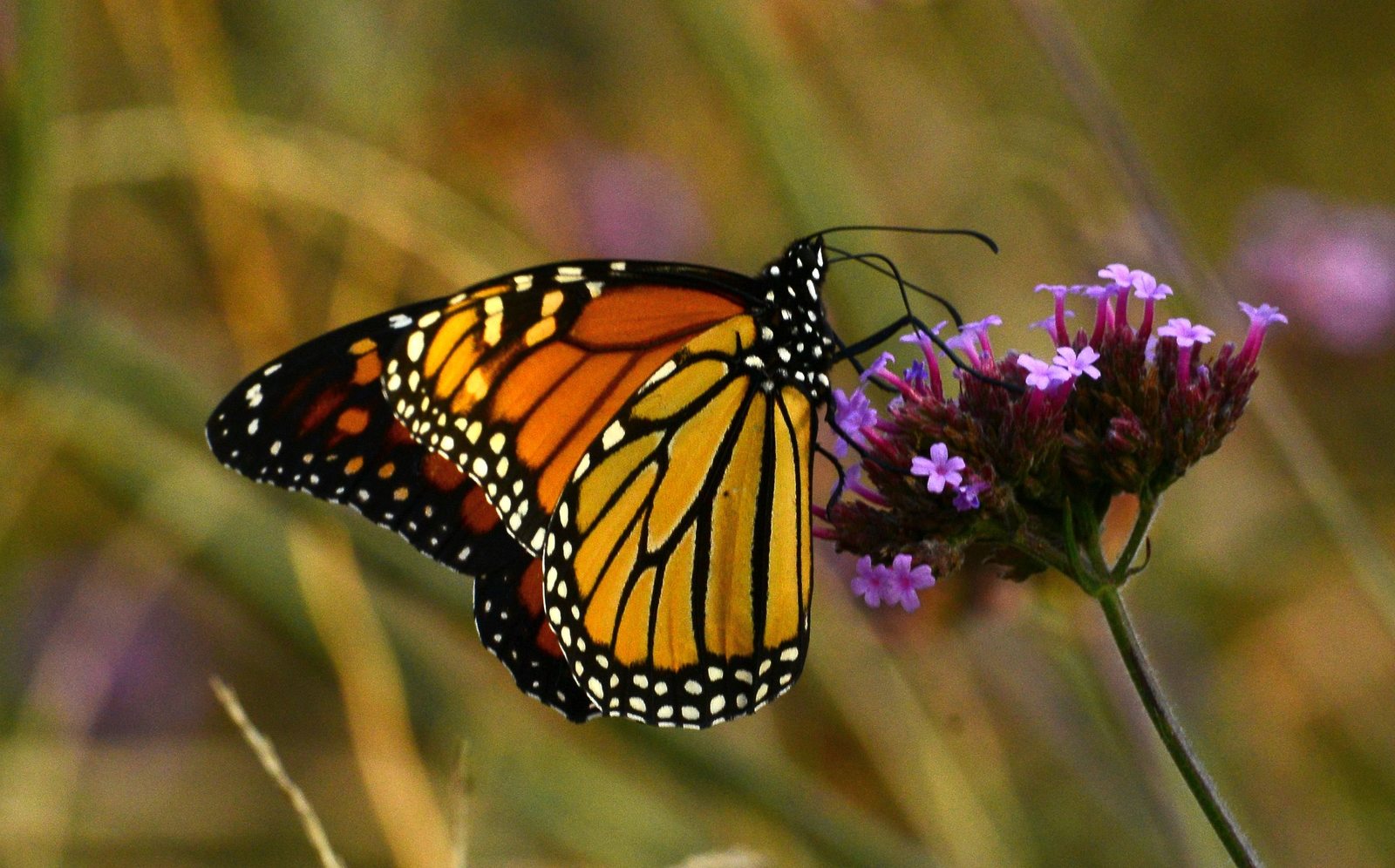 Recent sightings | NABA Butterfly Sightings