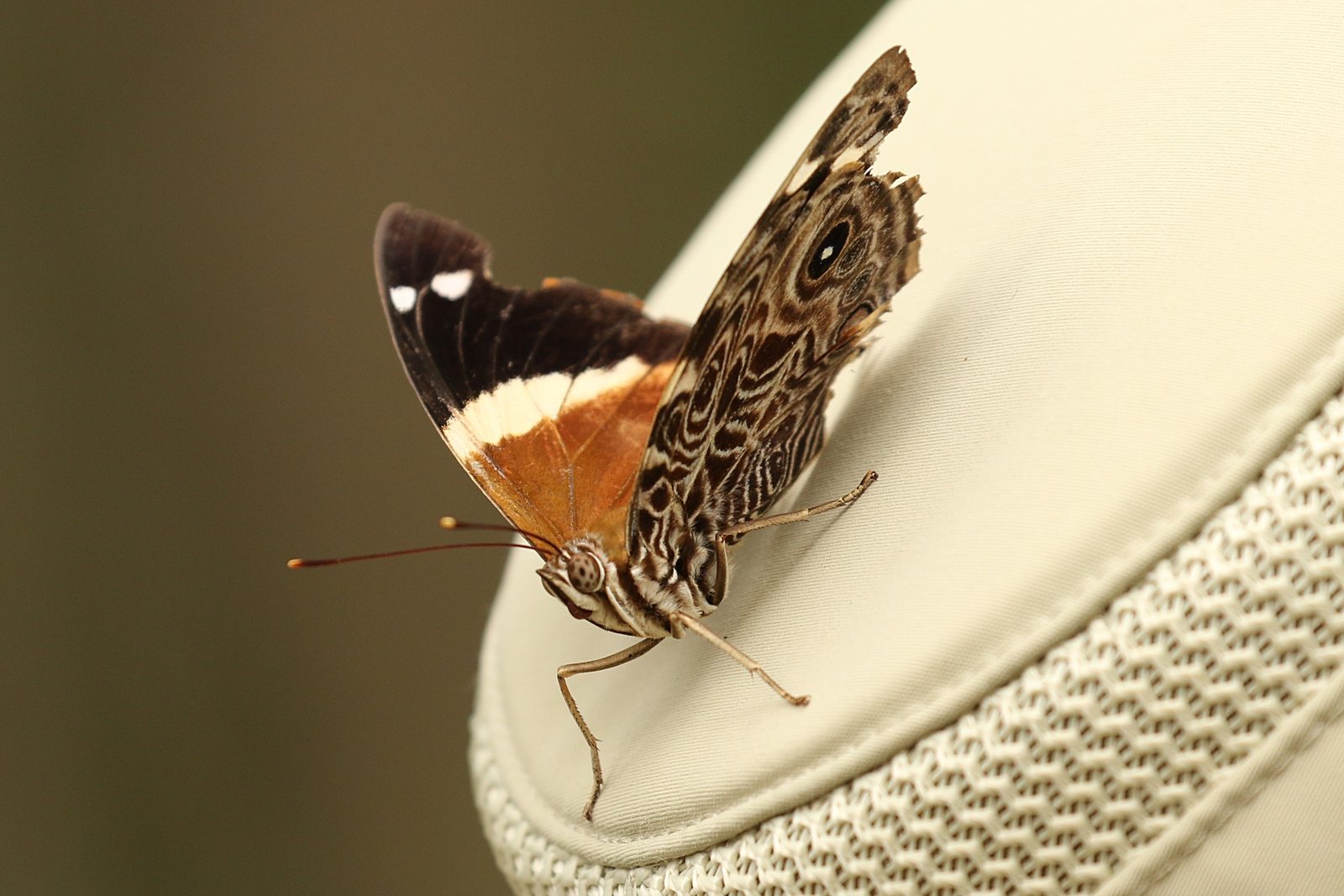 Recent sightings | NABA Butterfly Sightings