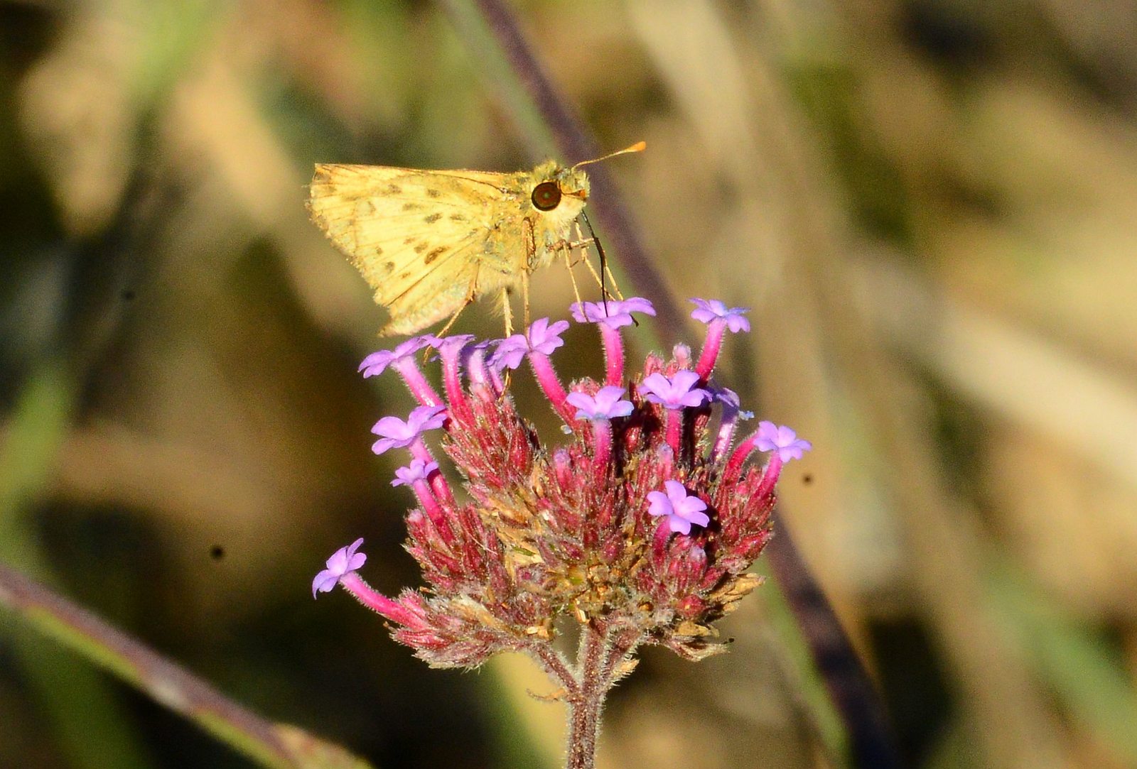 Recent sightings | NABA Butterfly Sightings