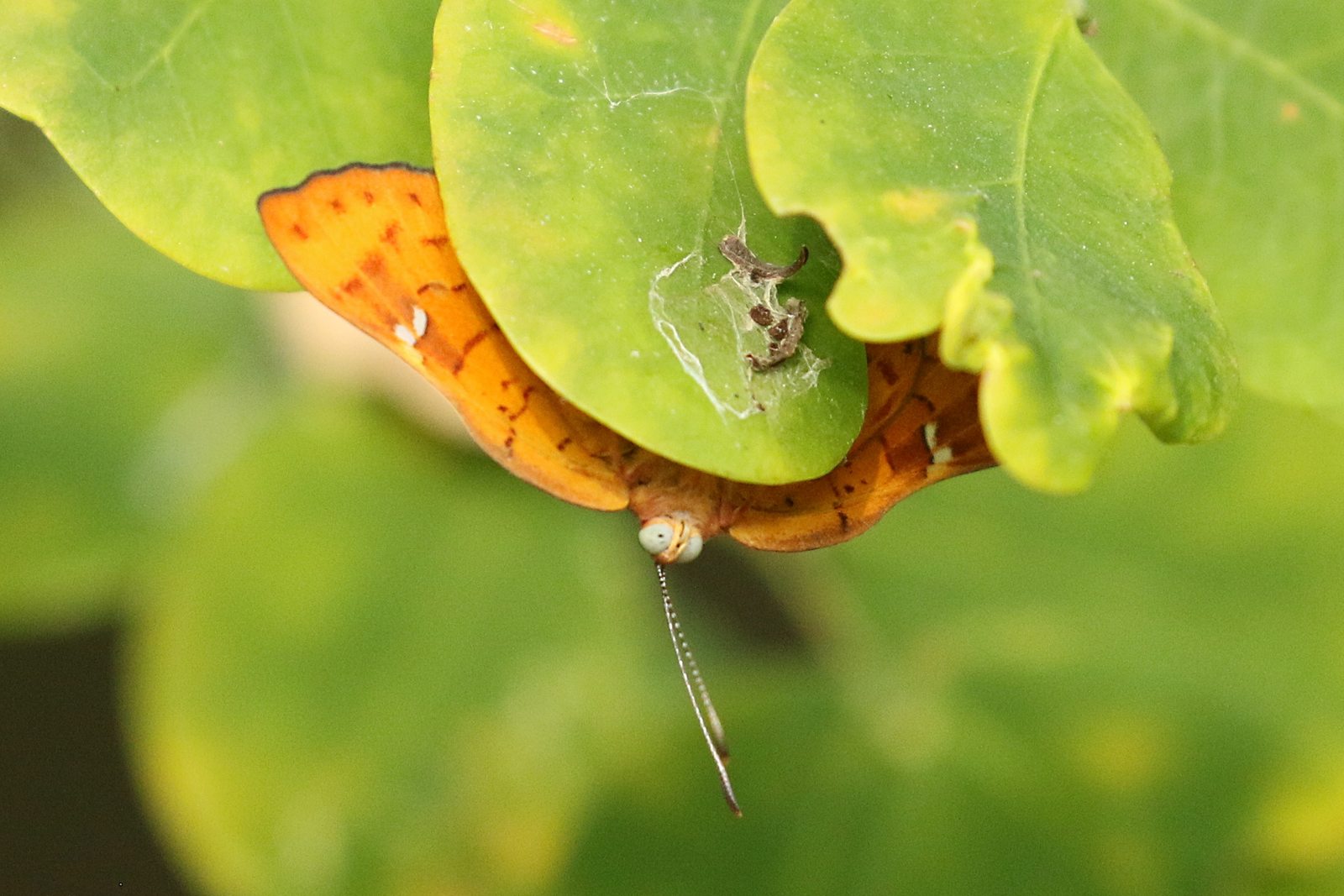 Recent sightings | NABA Butterfly Sightings