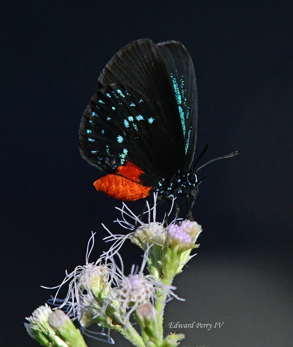 Recent sightings | NABA Butterfly Sightings