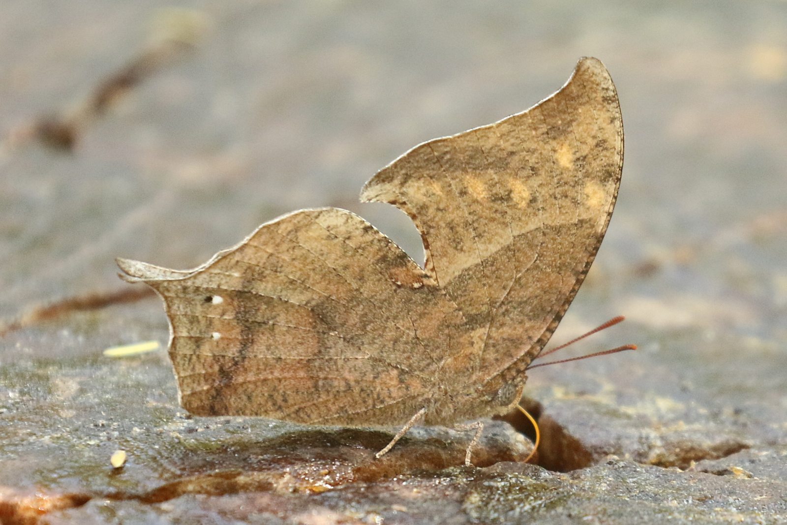 Recent sightings | NABA Butterfly Sightings