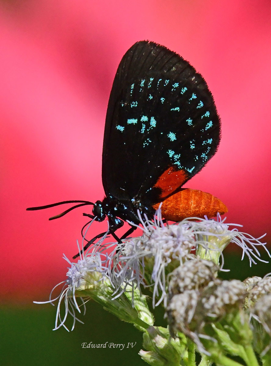 Recent sightings | NABA Butterfly Sightings