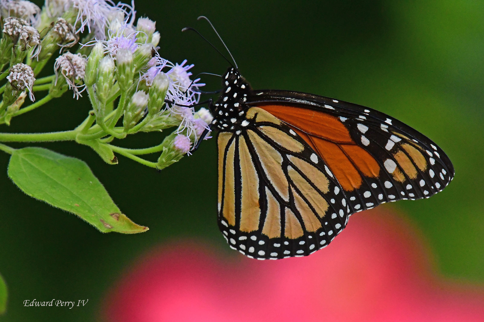 Recent sightings | NABA Butterfly Sightings