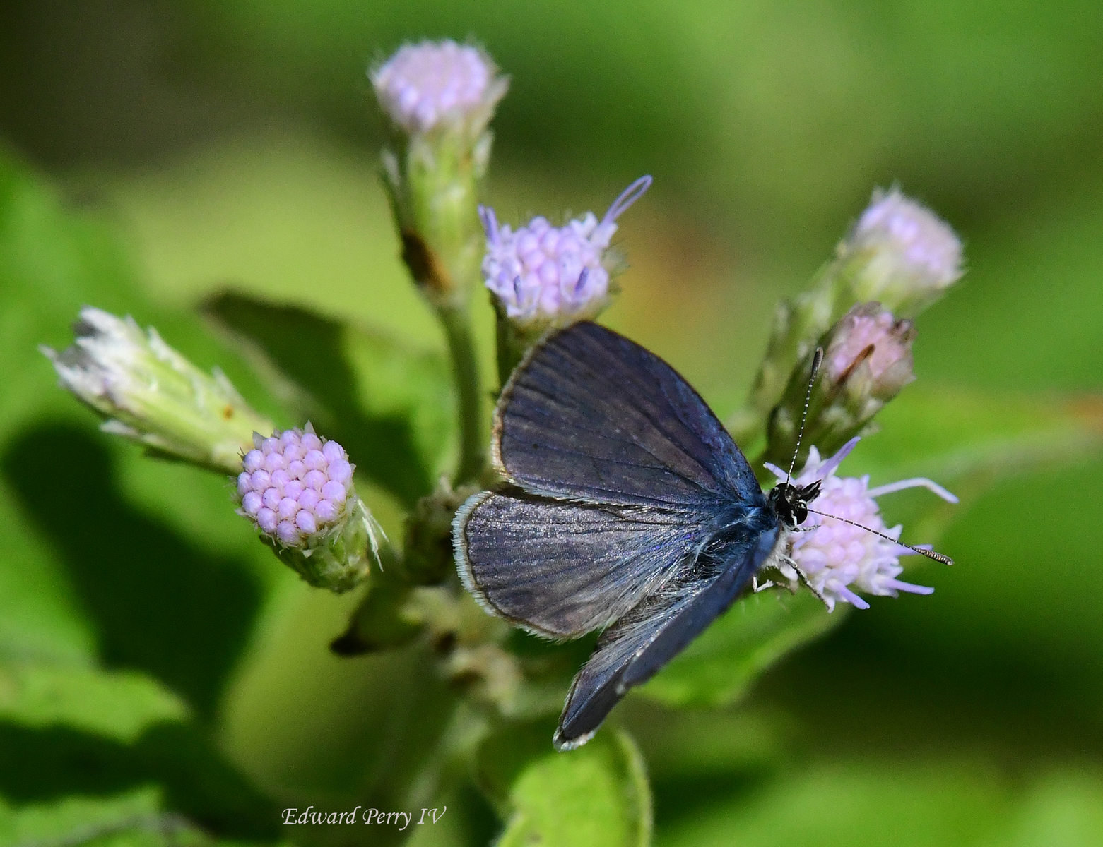 Recent sightings | NABA Butterfly Sightings