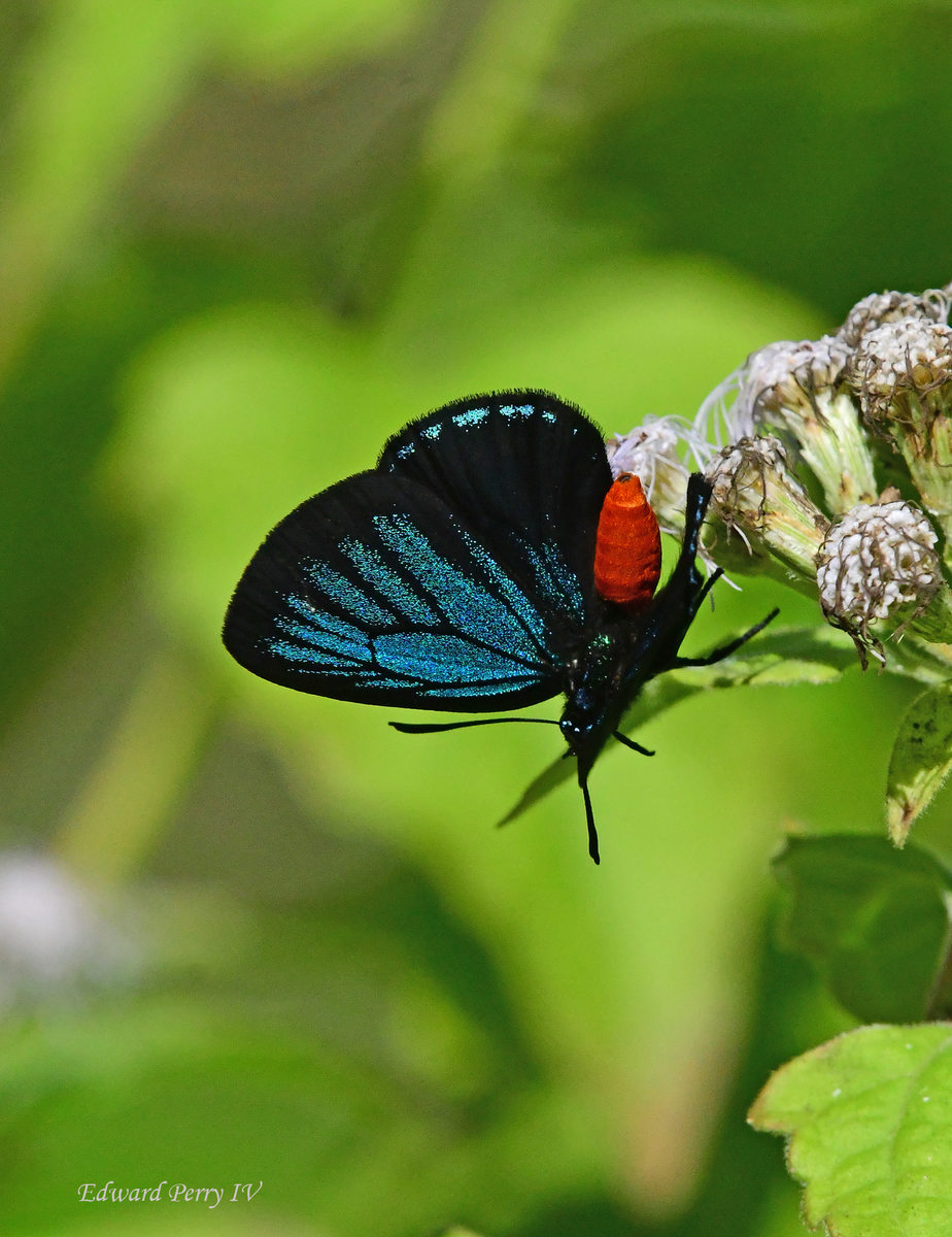 Recent sightings | NABA Butterfly Sightings