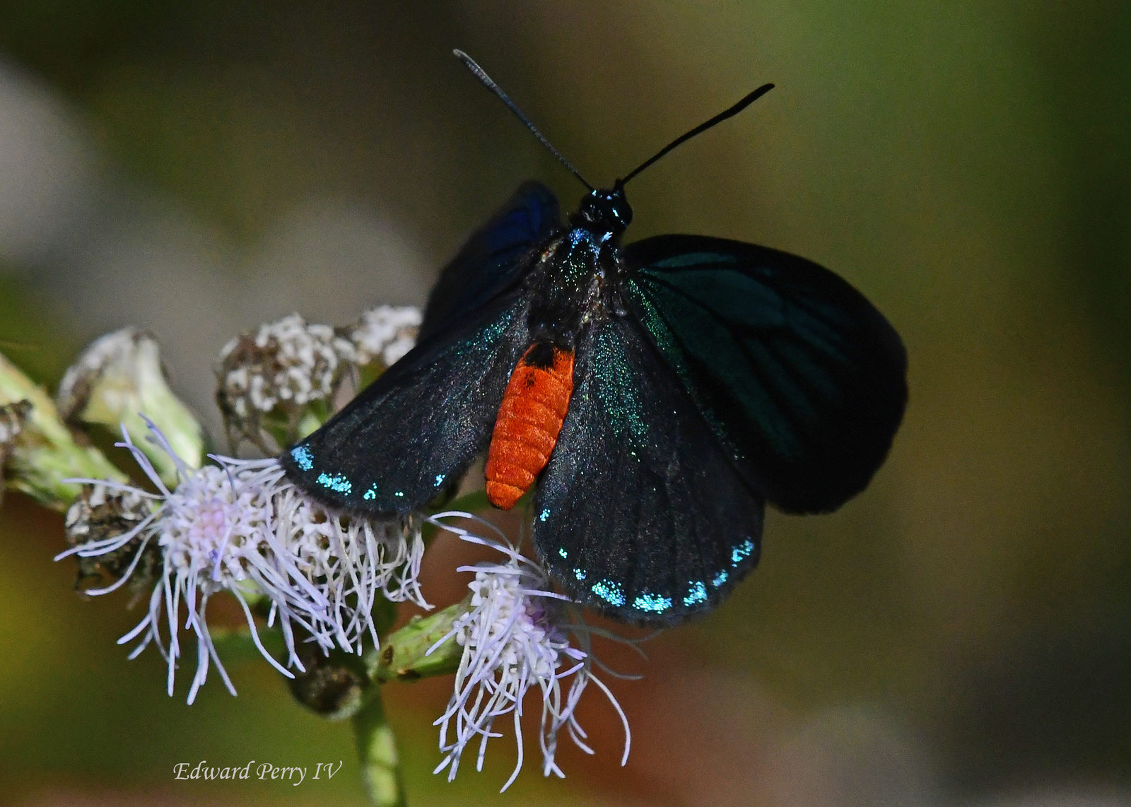 Recent sightings | NABA Butterfly Sightings