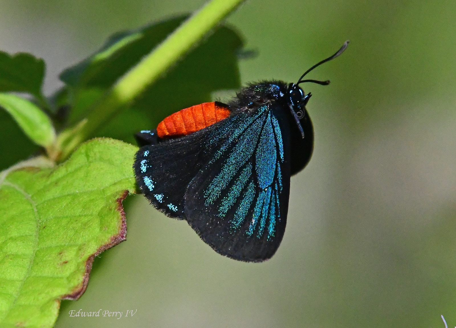 Recent sightings | NABA Butterfly Sightings