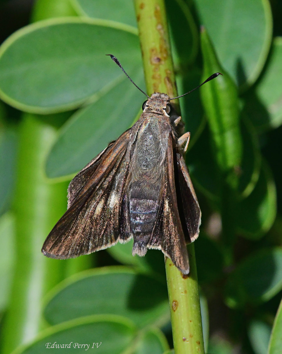 Recent sightings | NABA Butterfly Sightings