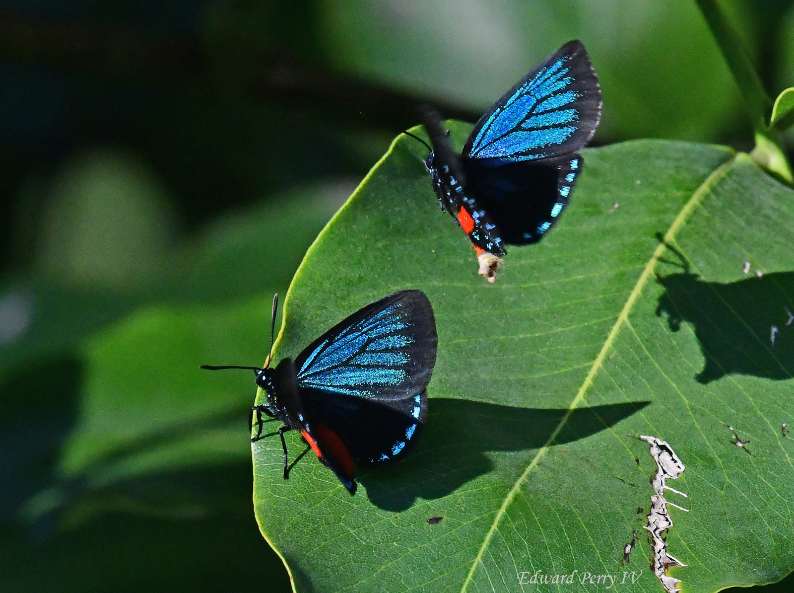 Recent sightings | NABA Butterfly Sightings