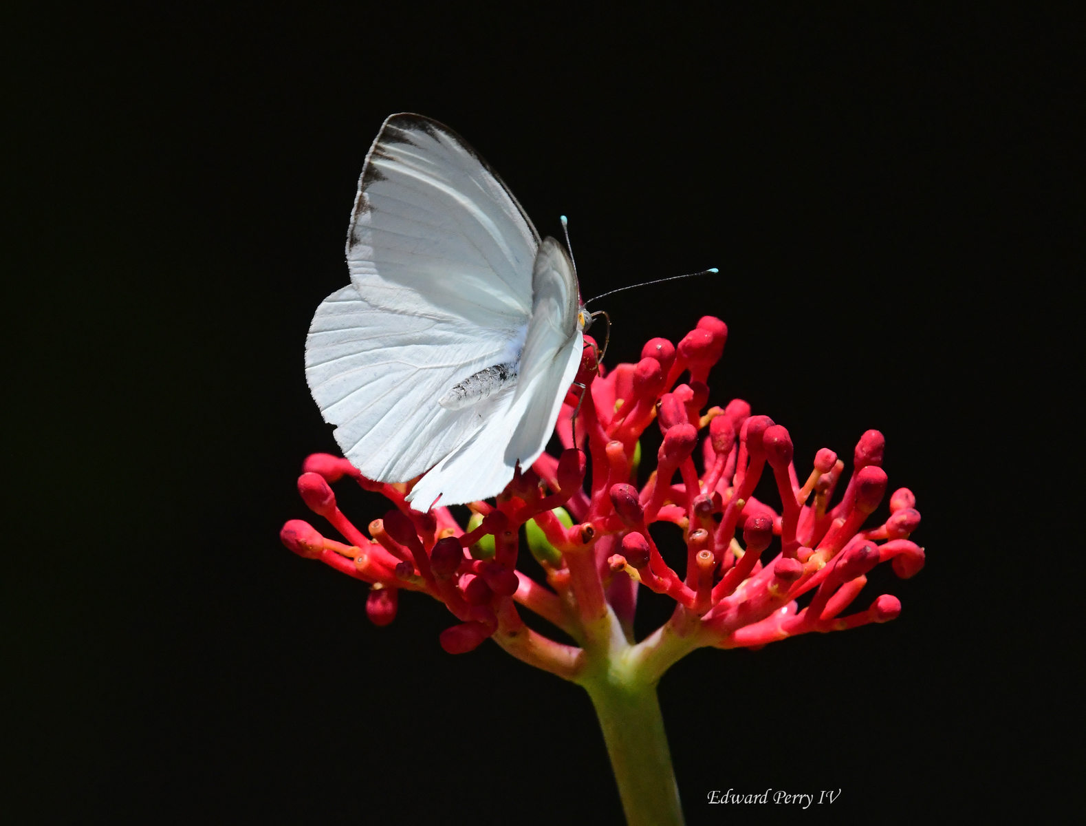 Recent sightings | NABA Butterfly Sightings