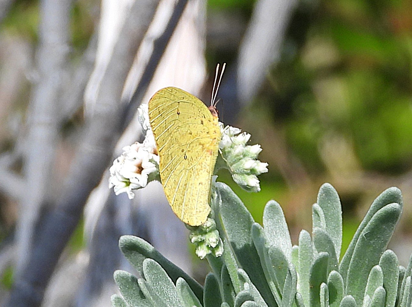 Recent sightings | NABA Butterfly Sightings