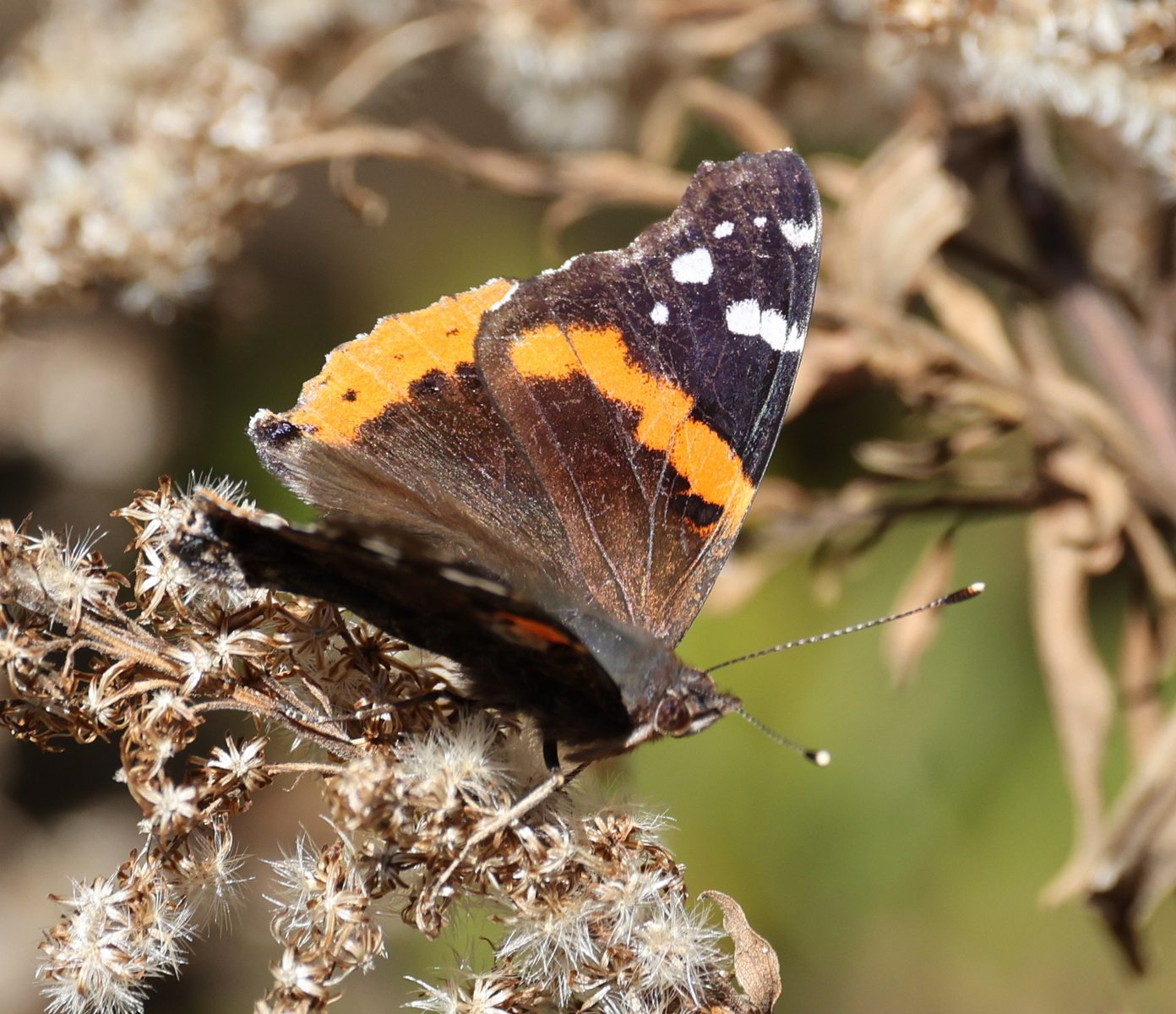 Recent sightings | NABA Butterfly Sightings